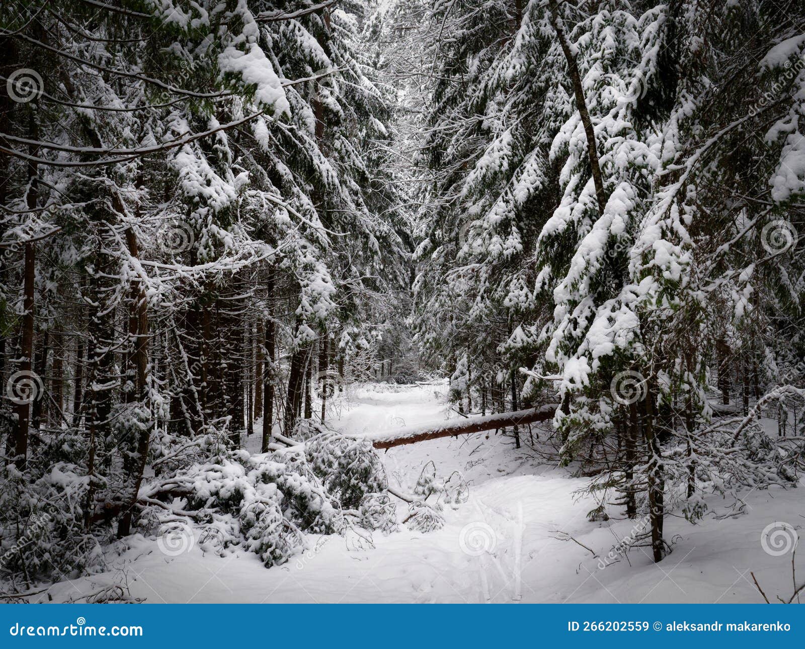 Deep Snow Winter Spruce Forest Tree Branches Bent Under the Weight of ...
