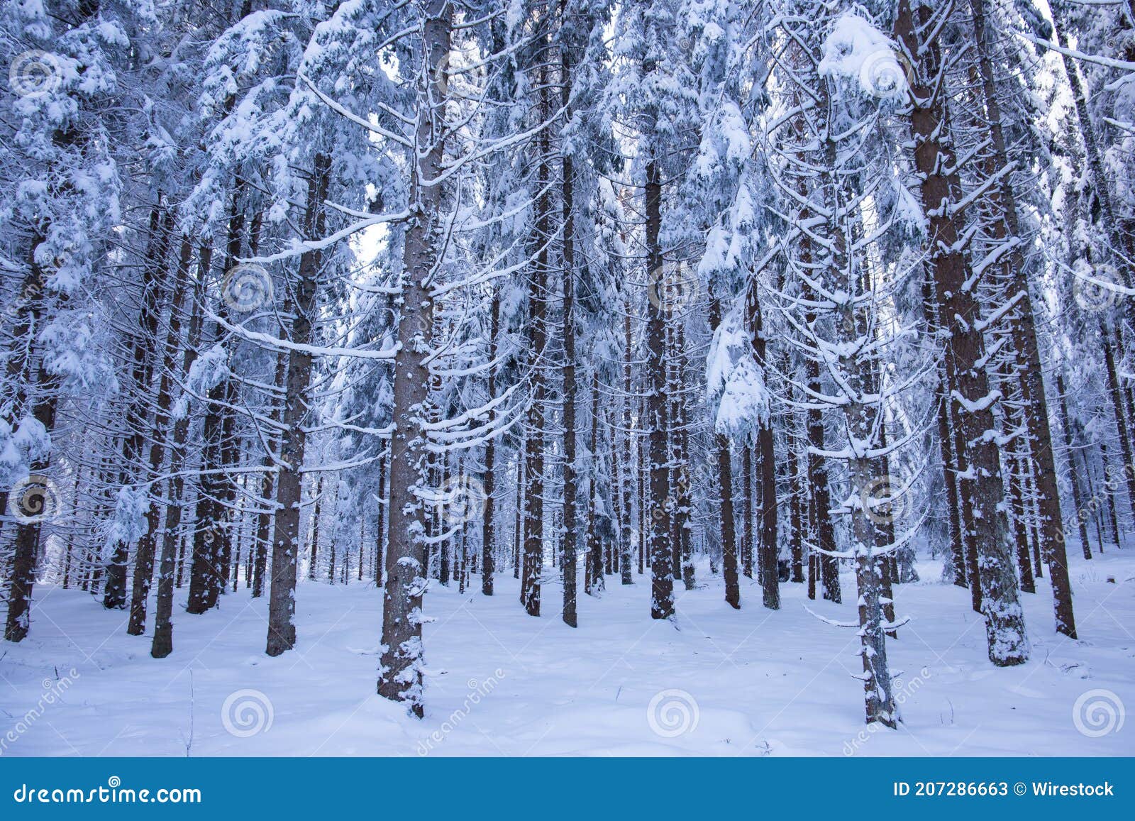 Deep and snowy fores stock image. Image of wild, trees - 207286663
