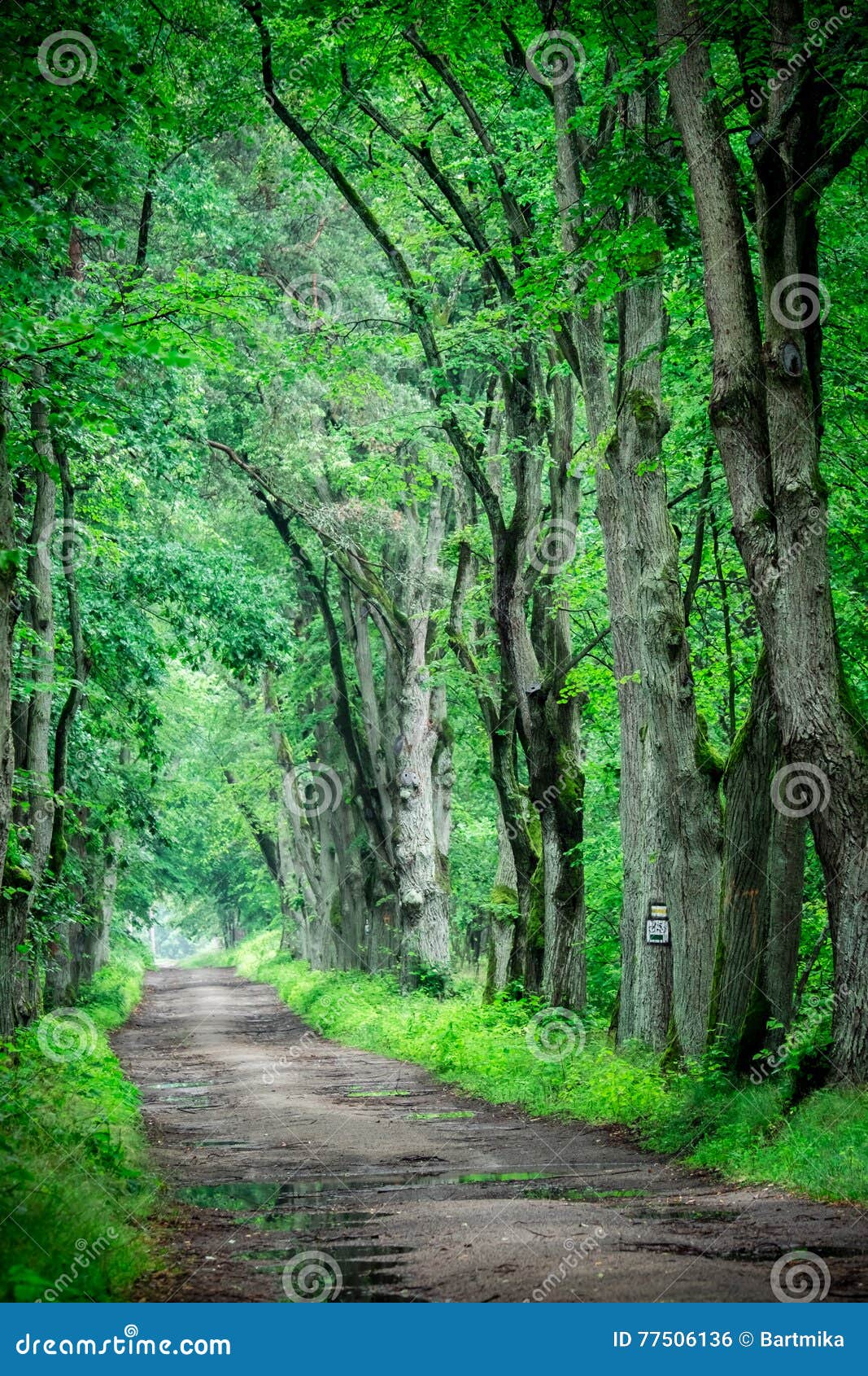 Deep spring green forest stock photo. Image of deep, light - 77506136