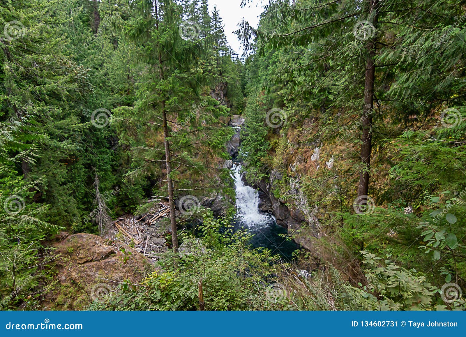 Deep Summer Forest and Trees with Waterfall in Distance Stock Image ...