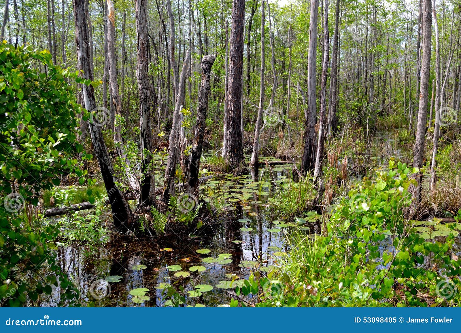 Deep in the swamp. stock image. Image of reserve, clear - 53098405
