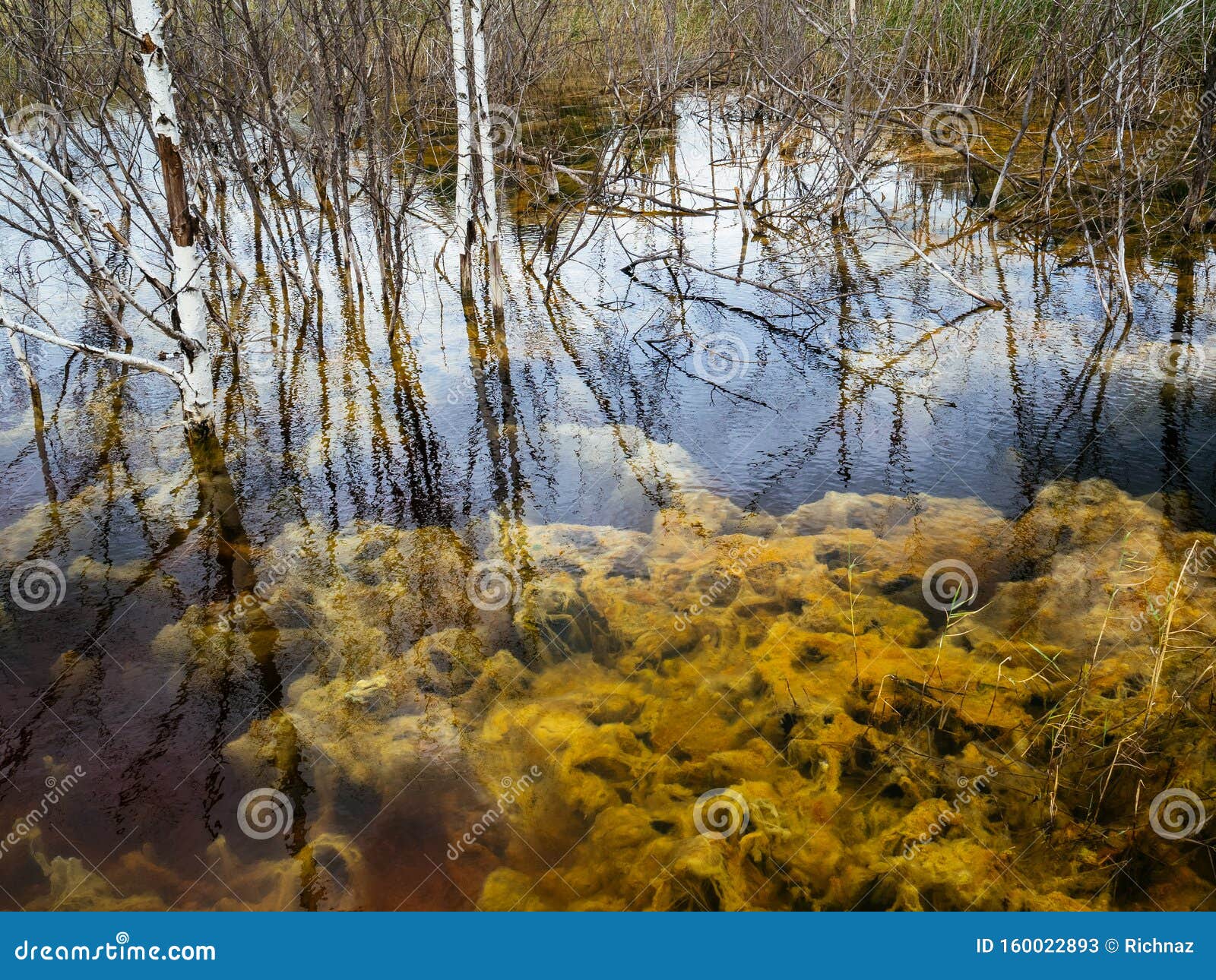Deep Swamp Yellow-green Color. Dried Branches in the Swamp Stock Image ...
