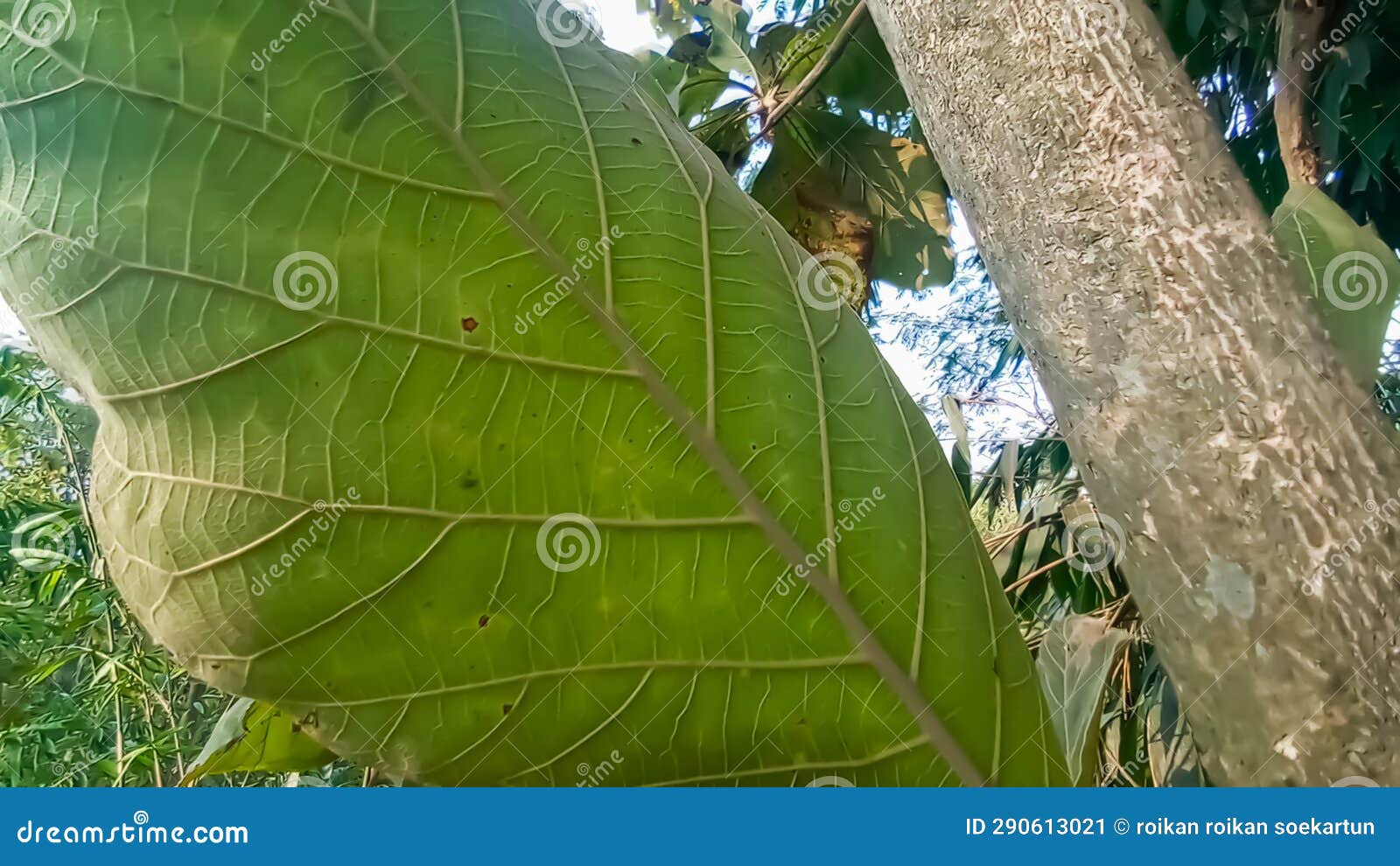 Deep Texture Drawing of Teak Leaves Stock Image - Image of teak, shrub ...