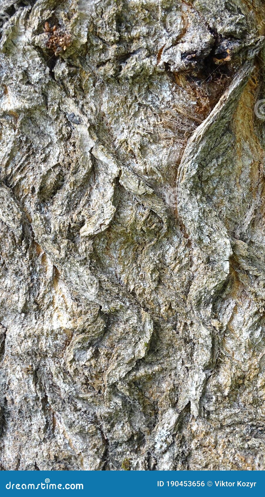 Deep Texture Pattern on Tree Bark in Gray Color. Textural Pictures ...