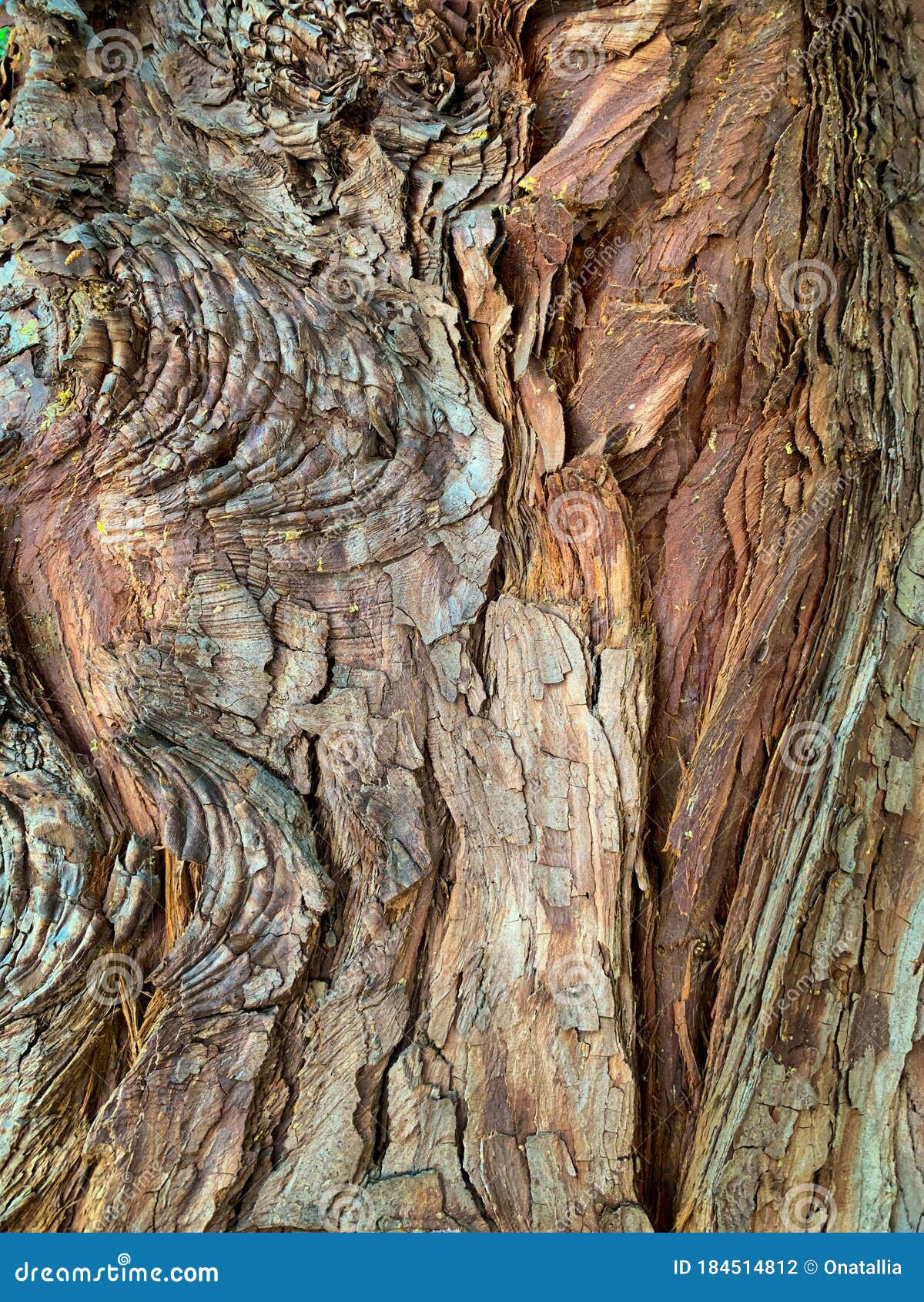 Redwood Bark Background Stock Photo | CartoonDealer.com #87370782