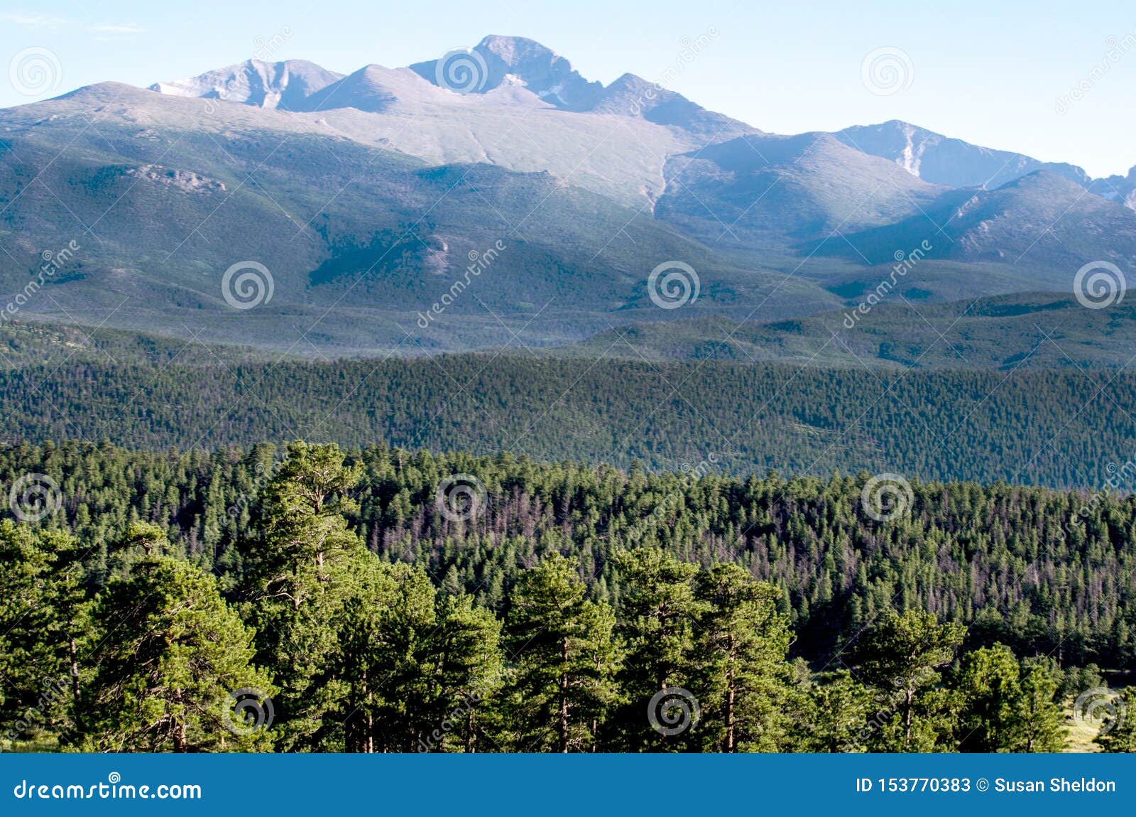 Deep, Thick Forest of Pine Trees with a Towering Mountain Stock Image ...