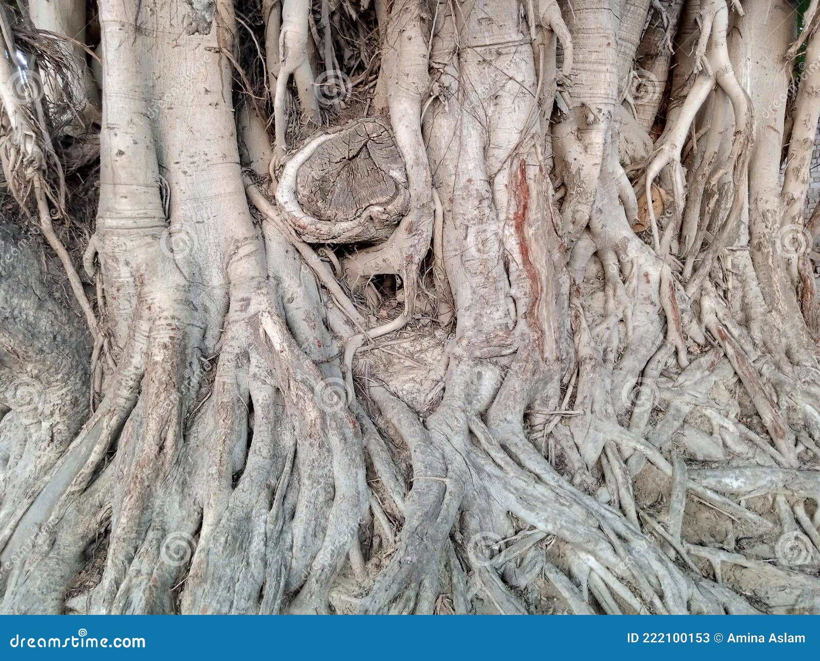 Deep Thick Roots of Big Tree Stock Image - Image of ancient, stems ...