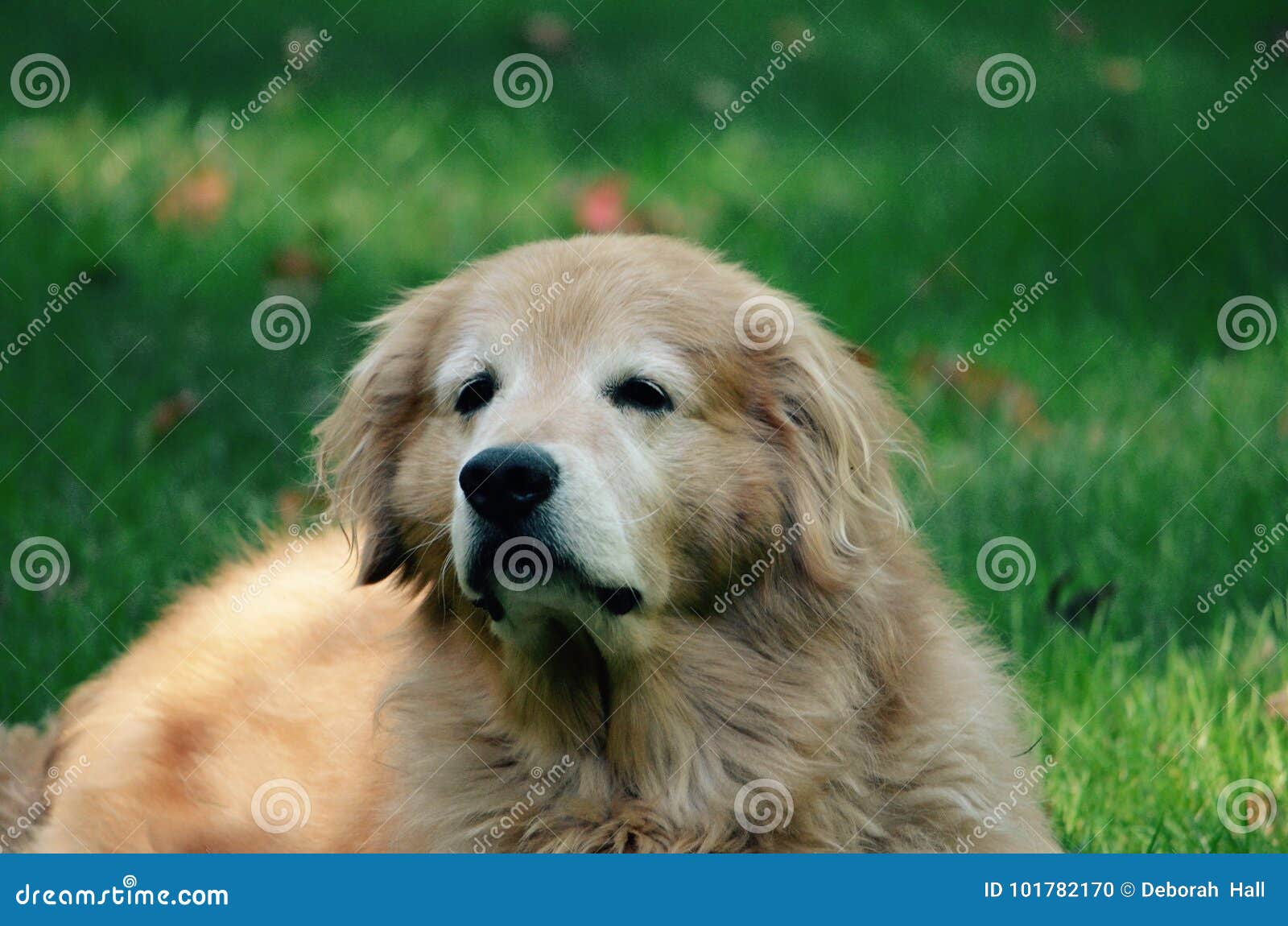 Deep Thinker Old Hound is Smart Stock Photo - Image of grass, thinker ...