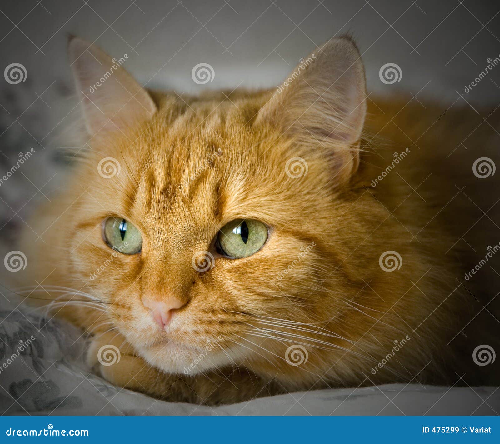 Deep thinking stock image. Image of animal, feline, expression - 475299
