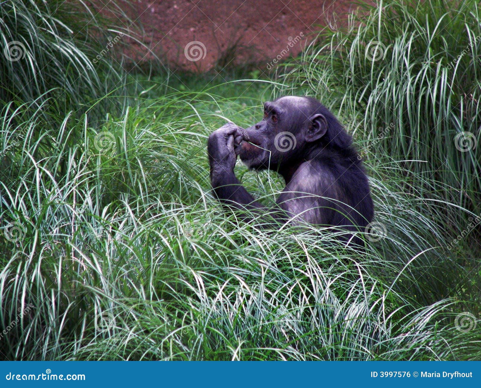 Deep Thoughts stock photo. Image of animal, blade, female - 3997576