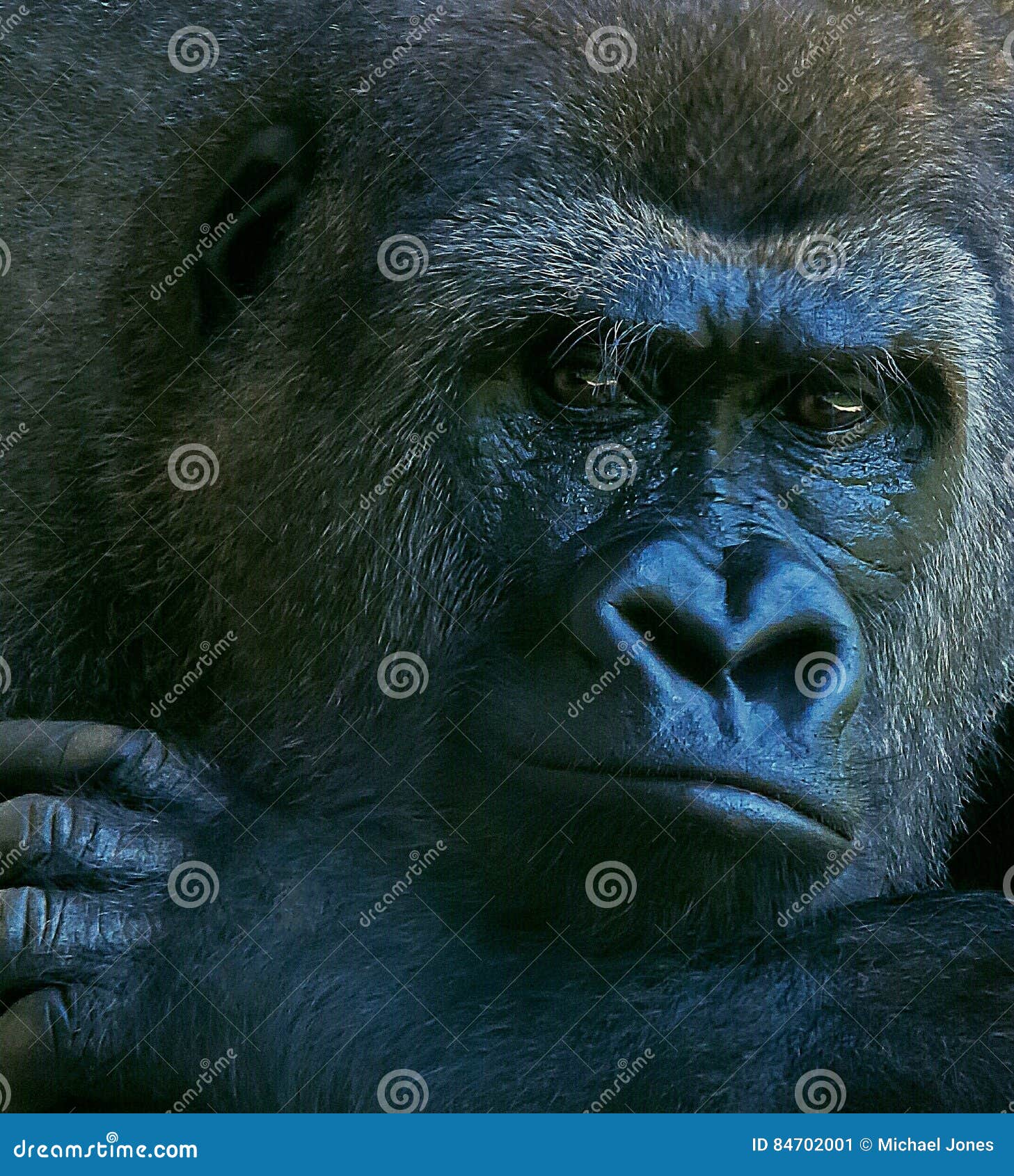 Deep Thoughts Gorilla stock image. Image of eyes, primateanimal - 84702001