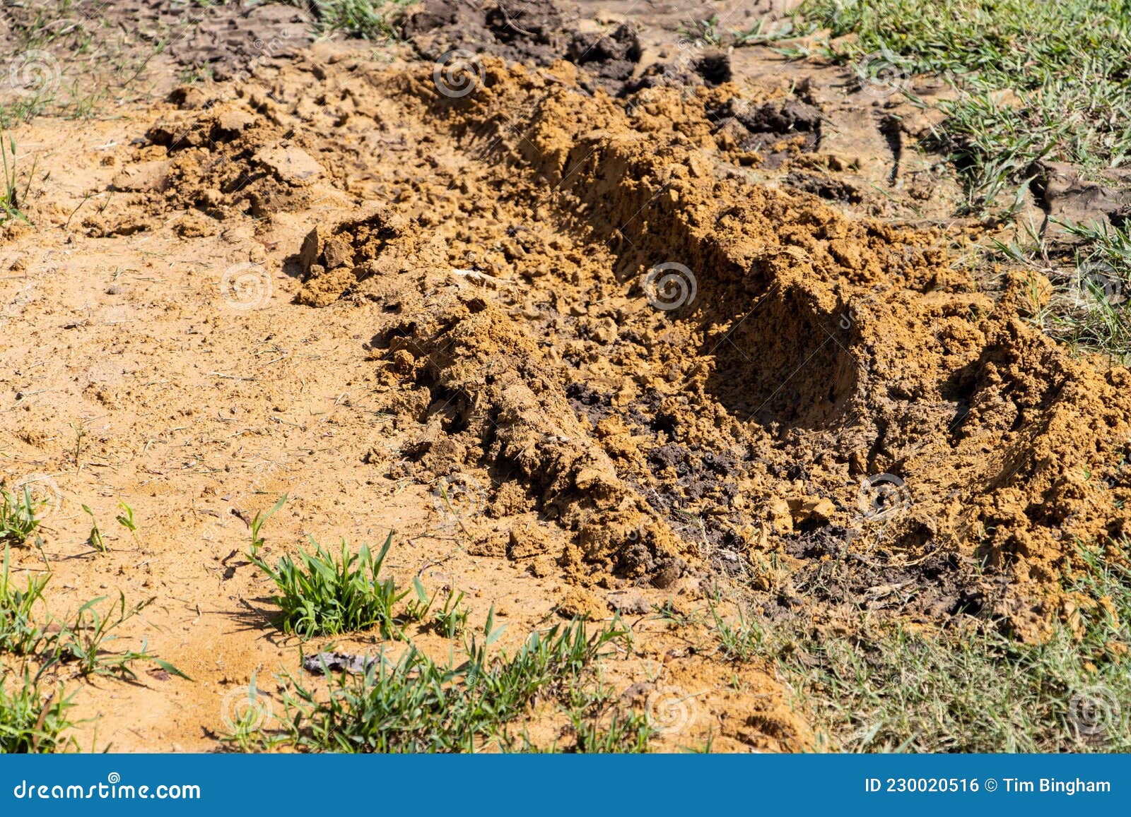 Deep tire ruts in lawn stock photo. Image of grass, deeo - 230020516