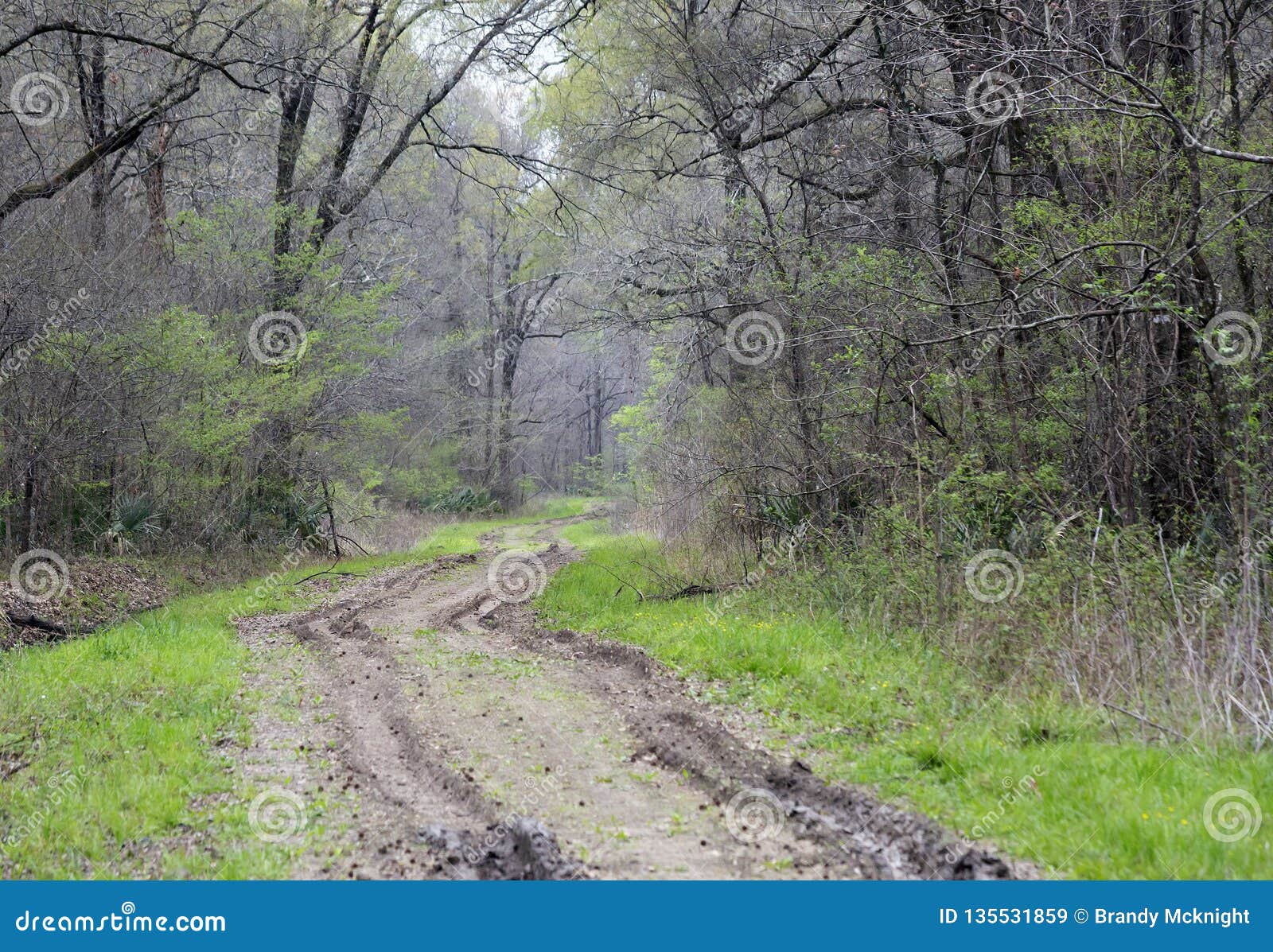 Muddy Dirt Road stock image. Image of ruts, silt, outdoors - 135531859