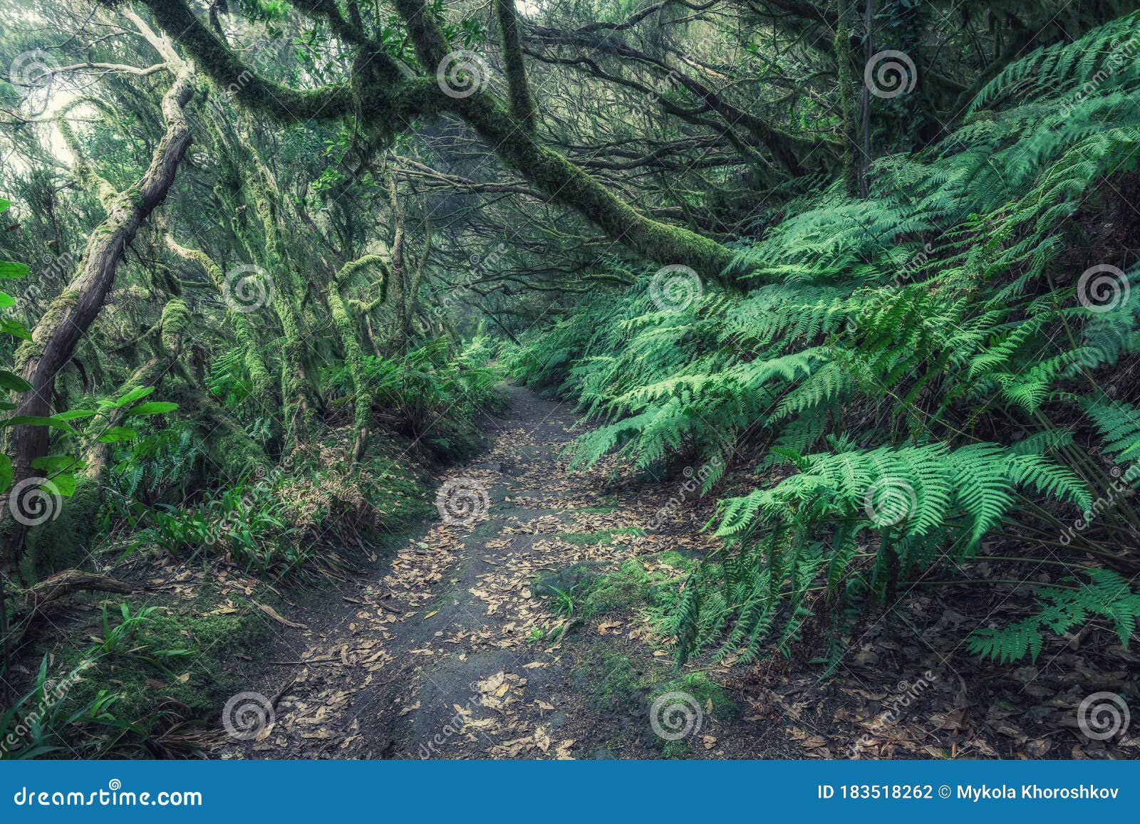 Deep Tropical Jungles of Southeast Asia Stock Photo - Image of wood ...