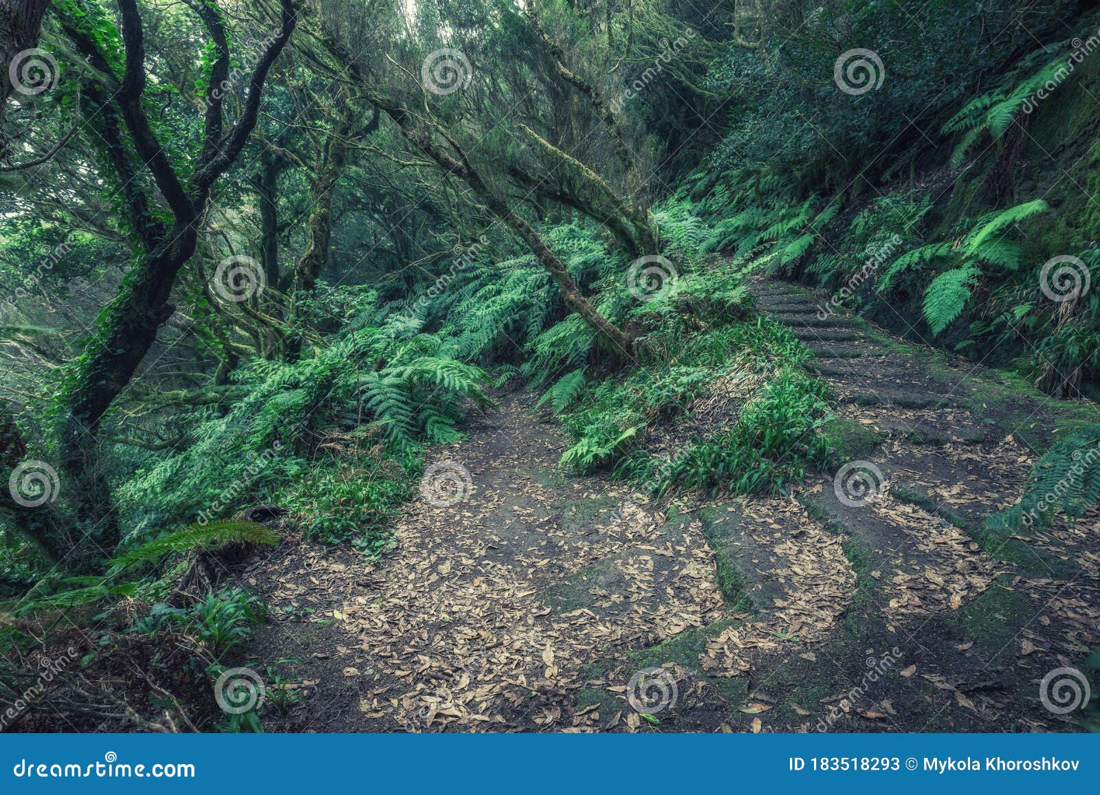 Deep Tropical Jungles of Southeast Asia Stock Image - Image of view ...