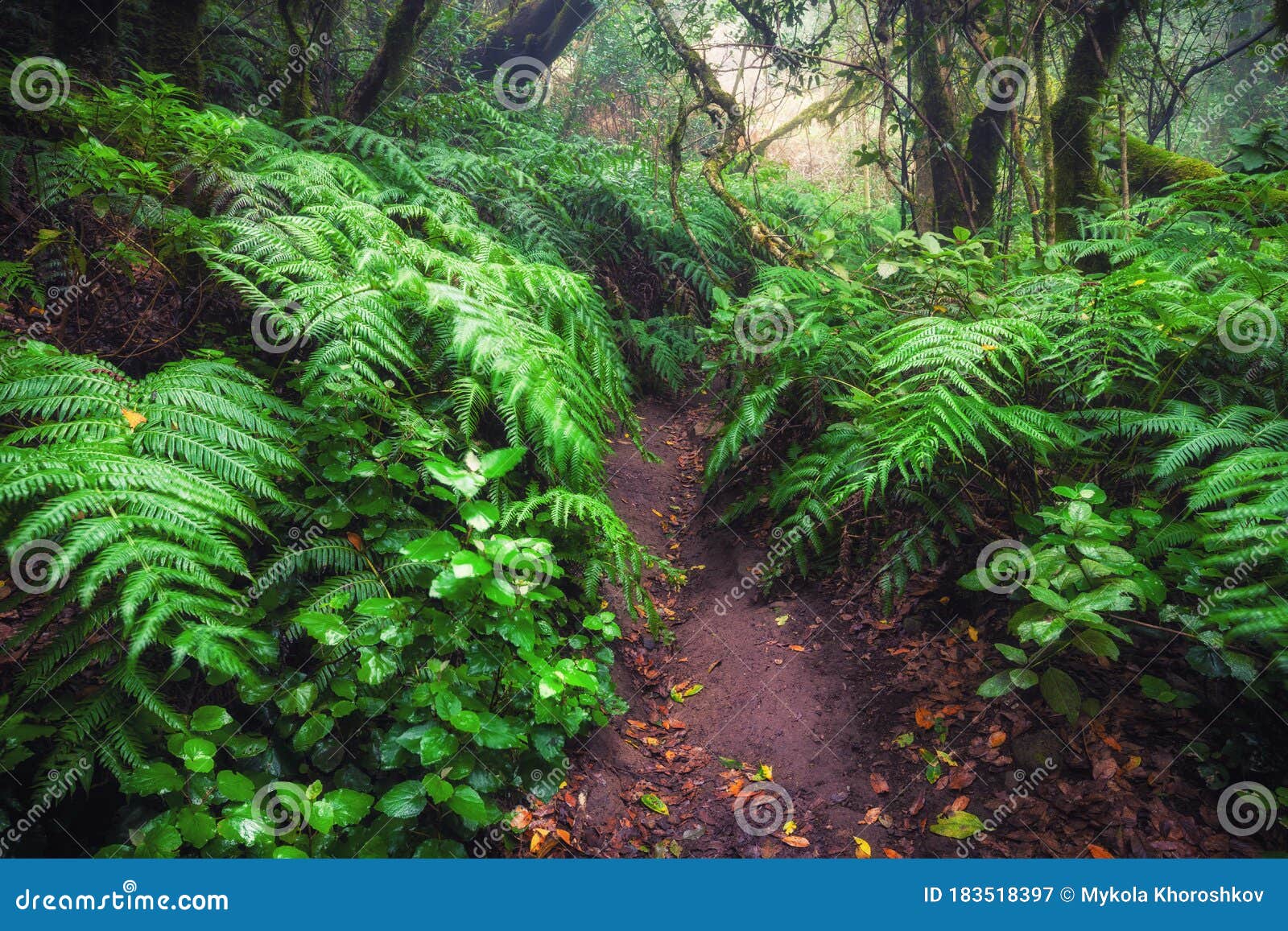 Deep Tropical Jungles of Southeast Asia Stock Image - Image of tree ...
