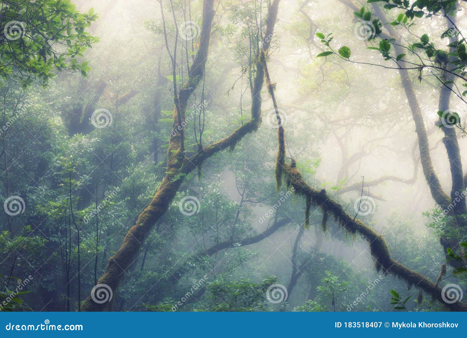 Deep Tropical Jungles of Southeast Asia Stock Image - Image of path ...