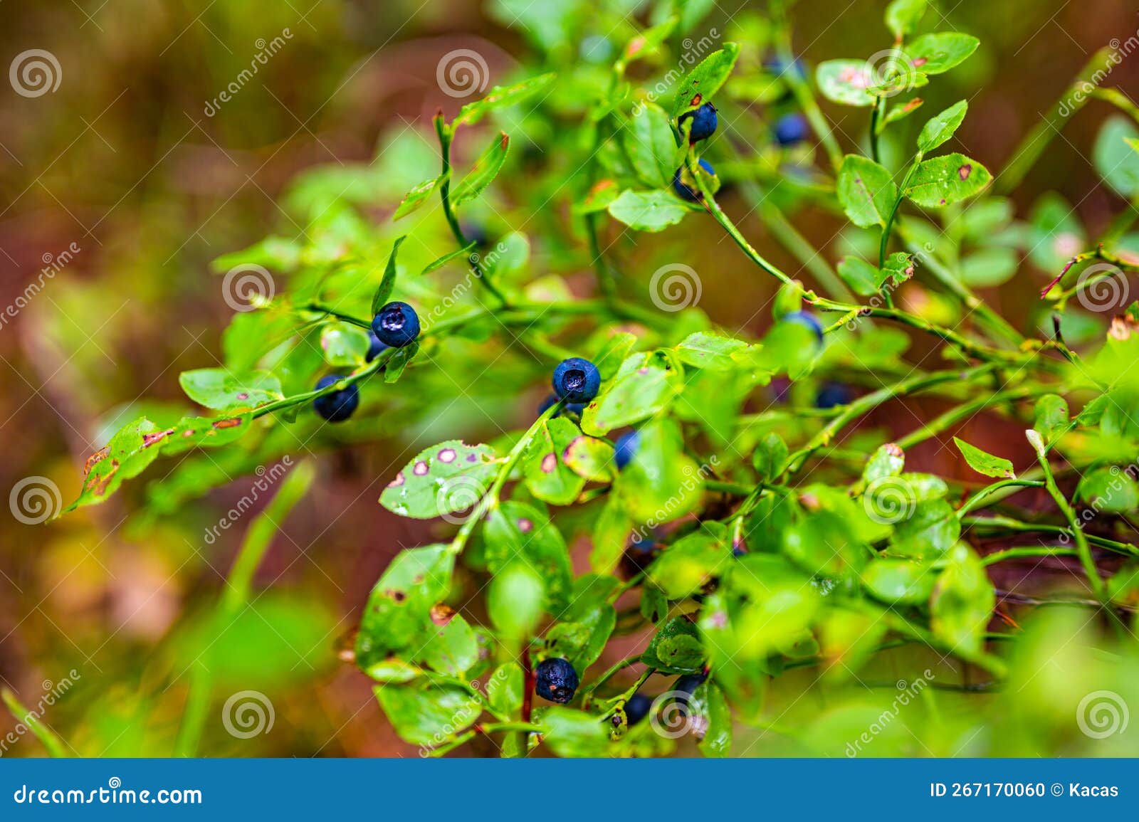 Deep Vibrant Blue Blueberries Growing on the Shrub in the Forest Stock ...