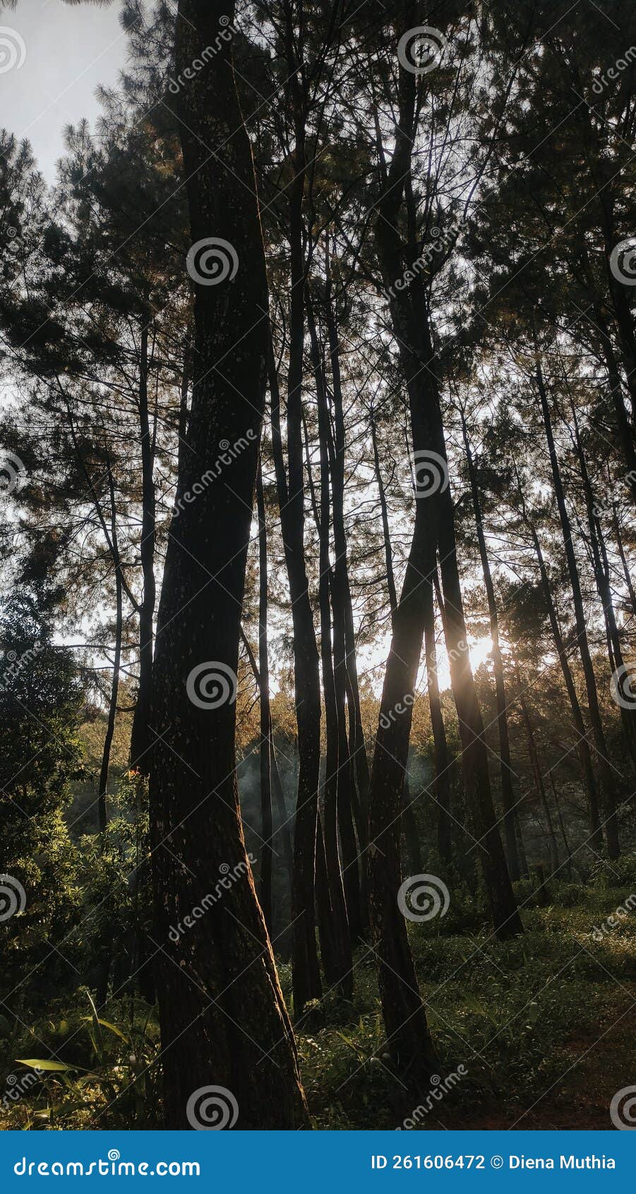 Deep and Warm Sunrise in the Tropical Forest Stock Photo - Image of ...
