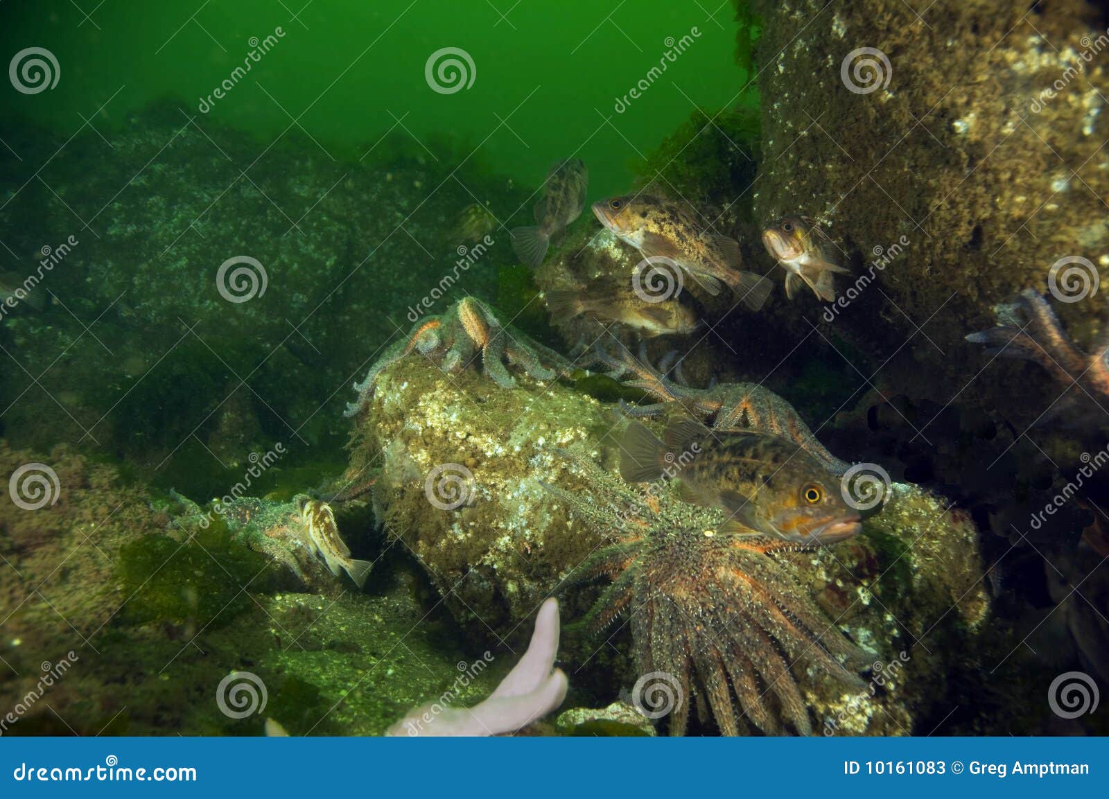 Deep water coral reef stock image. Image of creatures - 10161083