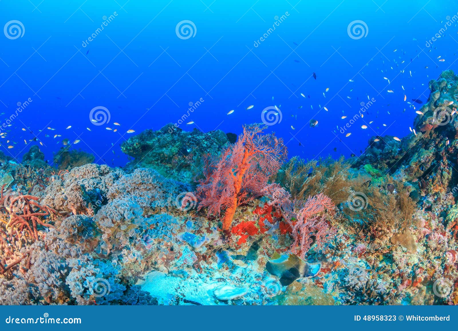Deep Water Coral Reef and Fish Stock Image - Image of natural, aquarium ...