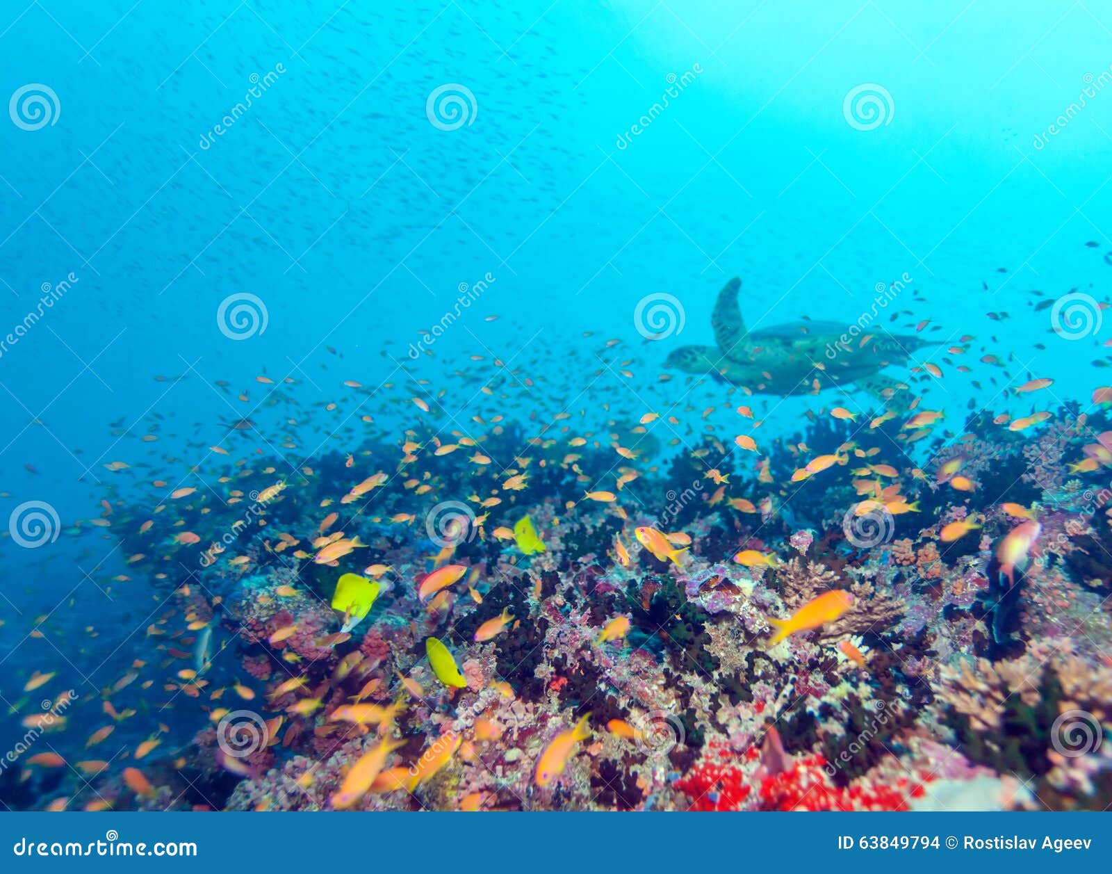 Deep Water Coral Reef stock photo. Image of summer, relax - 63849794