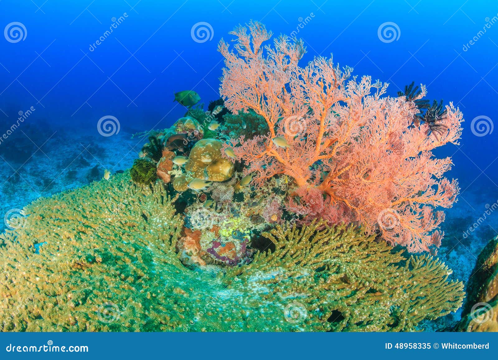 Deep water corals stock image. Image of caribbean, deep - 48958335