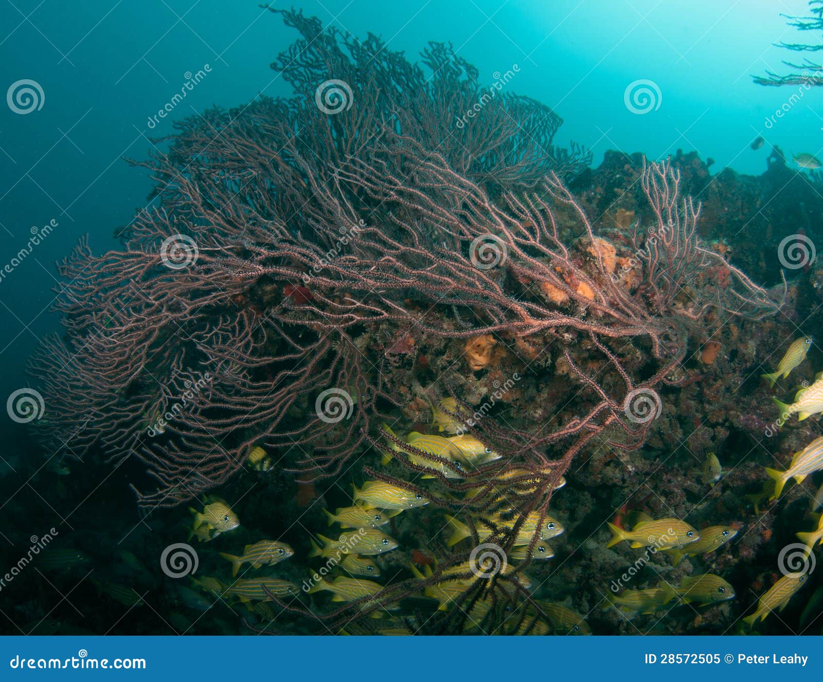 Deep Water Sea Fan on a Reef Stock Image - Image of ocean, nekton: 28572505