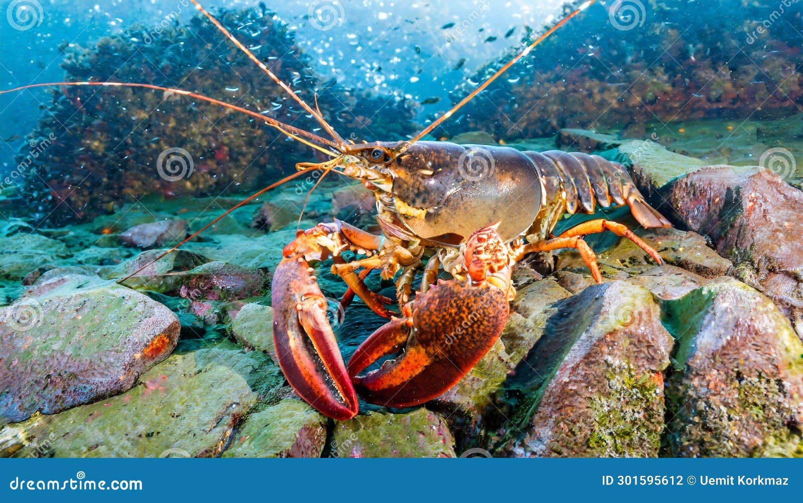 American Lobster in Ocean stock illustration. Illustration of lobster ...