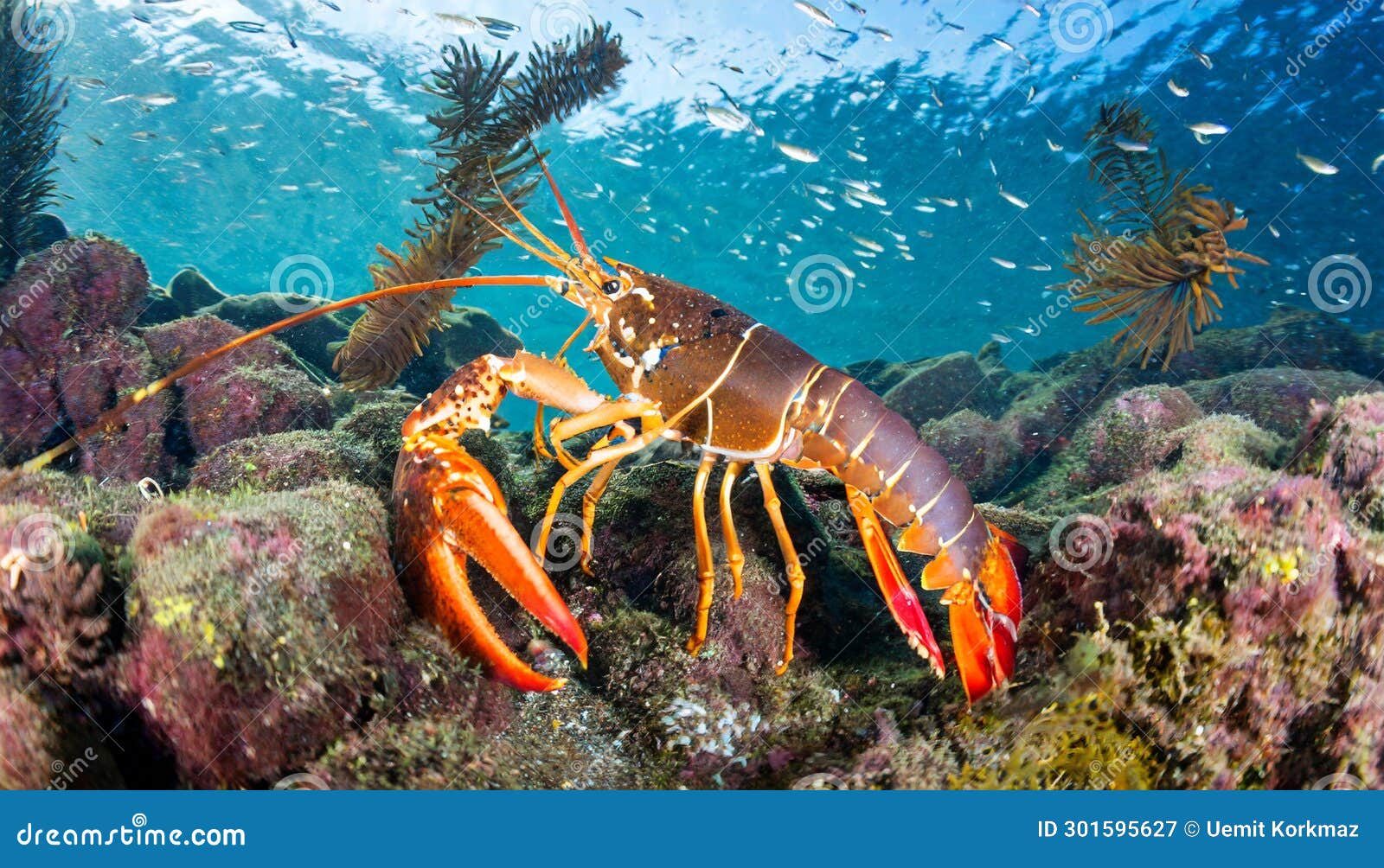 American Lobster in Ocean stock illustration. Illustration of ...