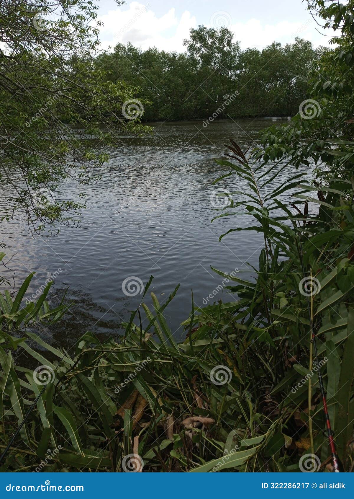 A Deep and Wide River, Surrounded by Lush Trees Stock Image - Image of ...