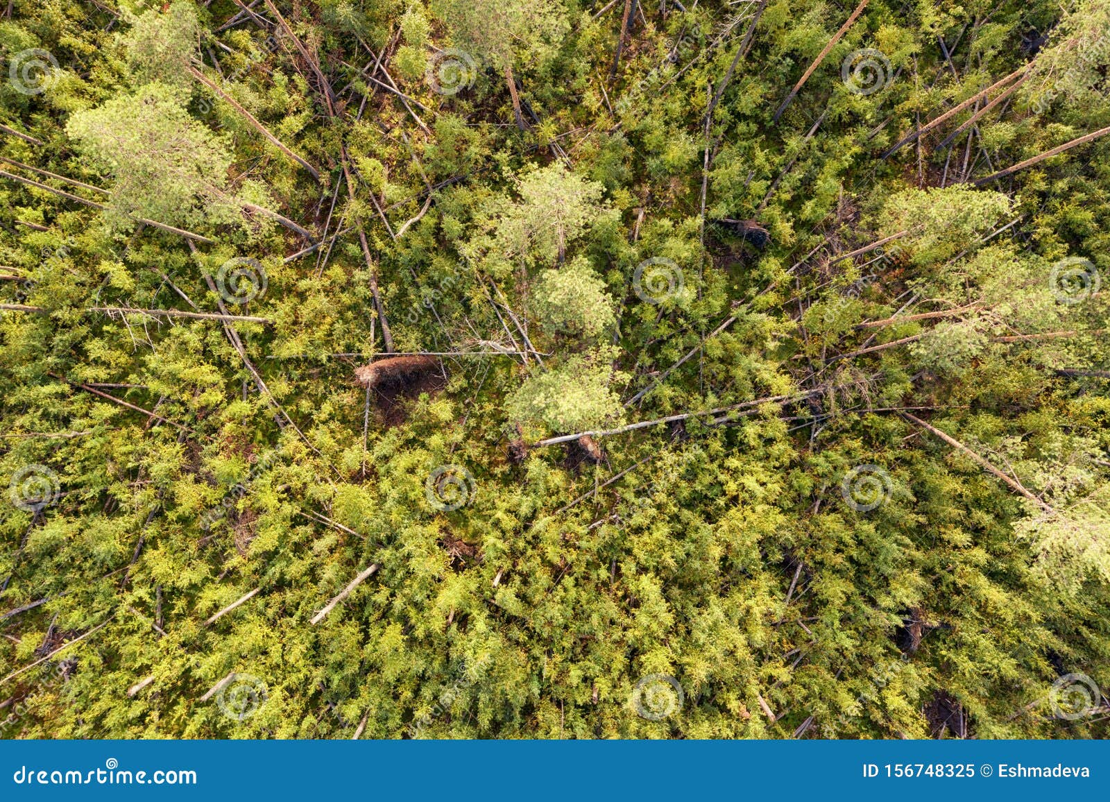 Deep Wild Forest with Deadfall Top Aerial View Stock Image - Image of ...