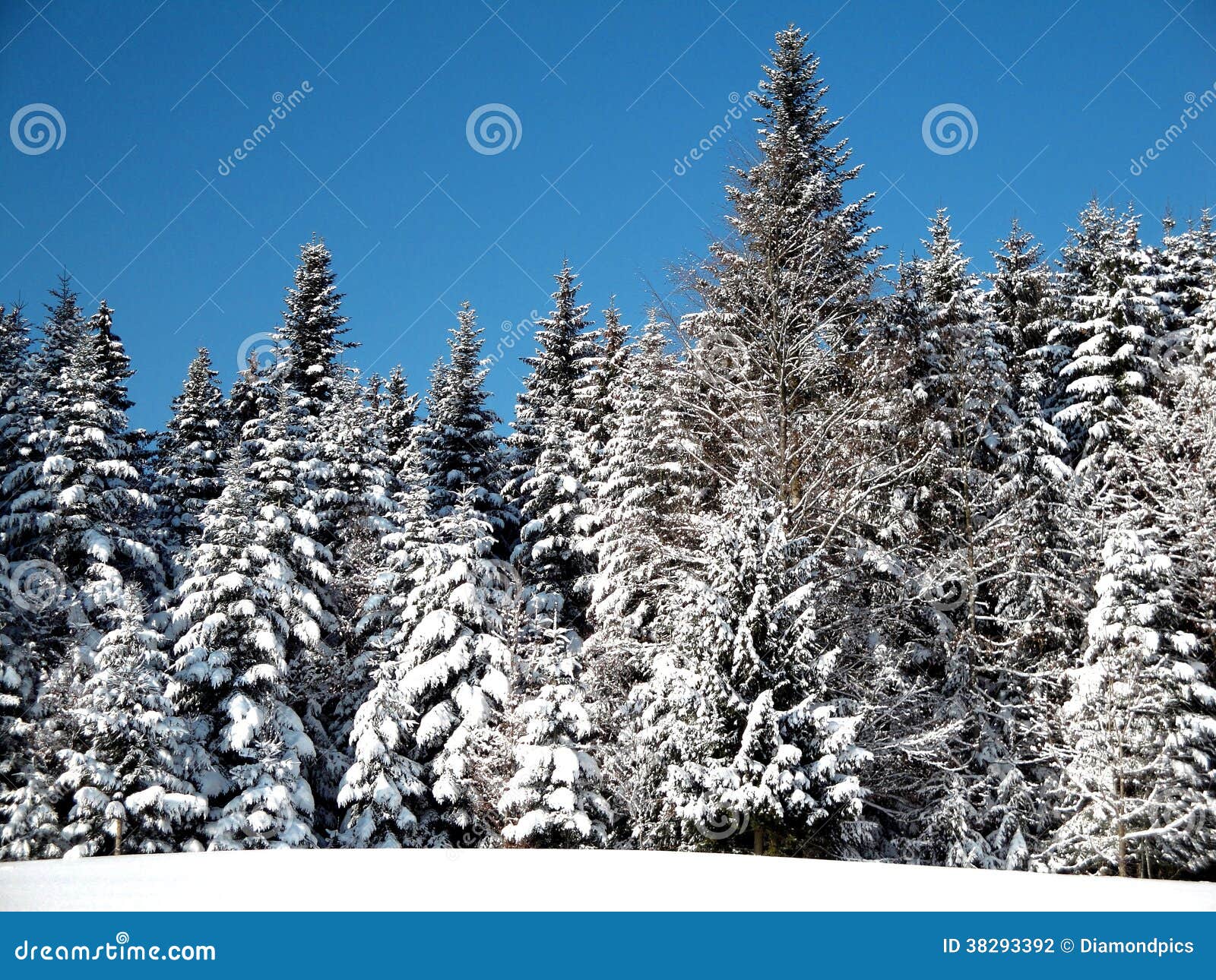 Deep Winter stock photo. Image of forest, cold, blue - 38293392