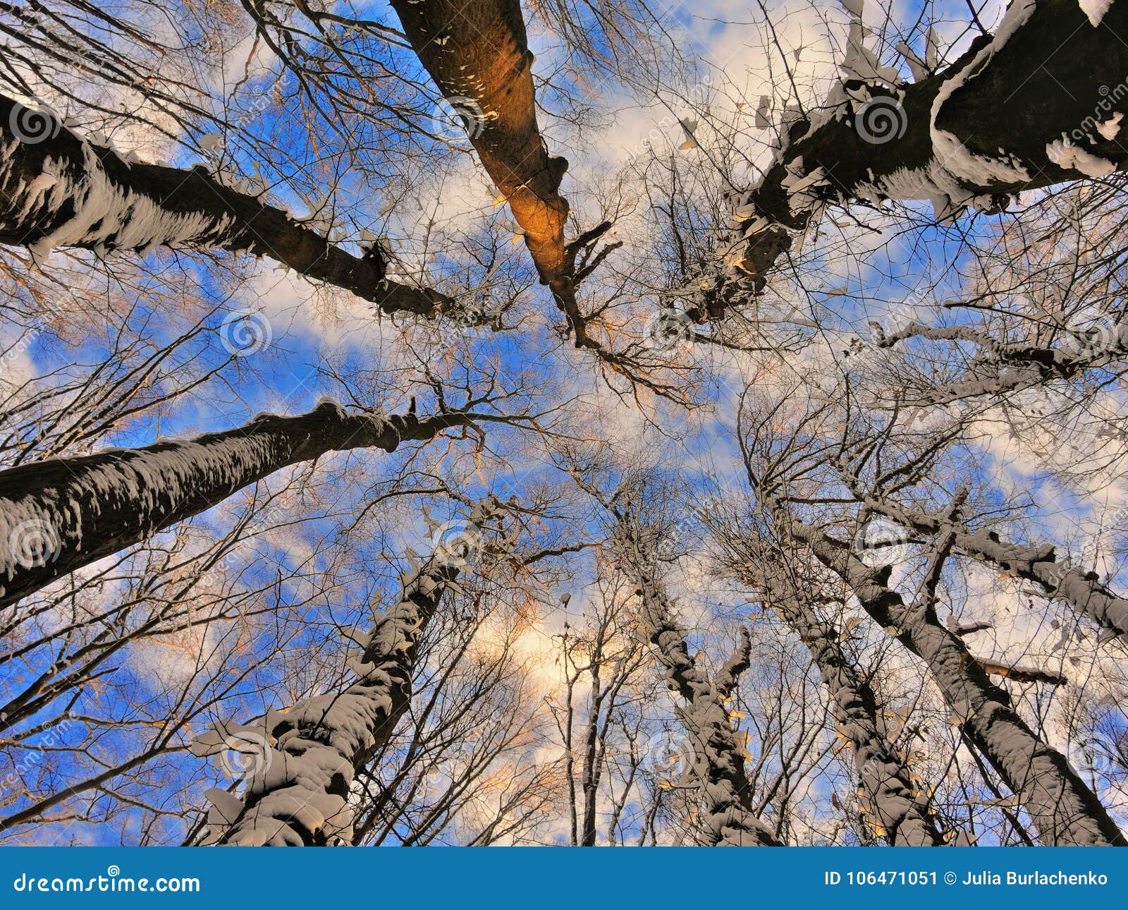 Deep Winter Blue Sky with Tree Branches Stock Image - Image of scenic ...