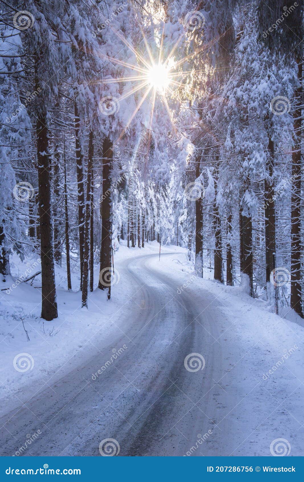 Curved Road in a Snowy Forest Stock Photo - Image of snowy, path: 207286756