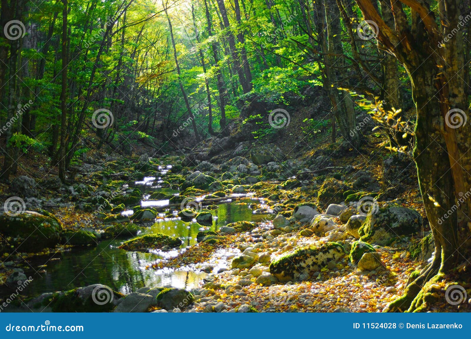 Deep wood stock photo. Image of flowing, forest, scenic - 11524028
