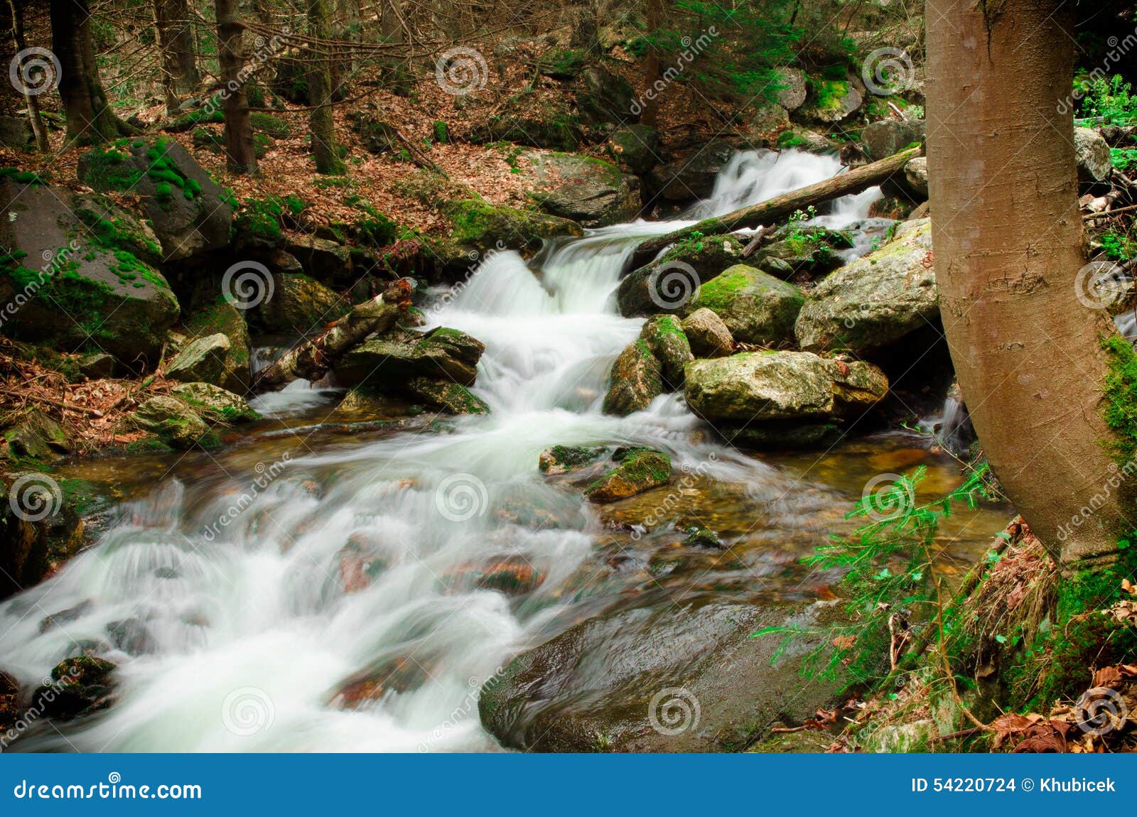 Deep wood stock photo. Image of landscape, moss, river - 54220724