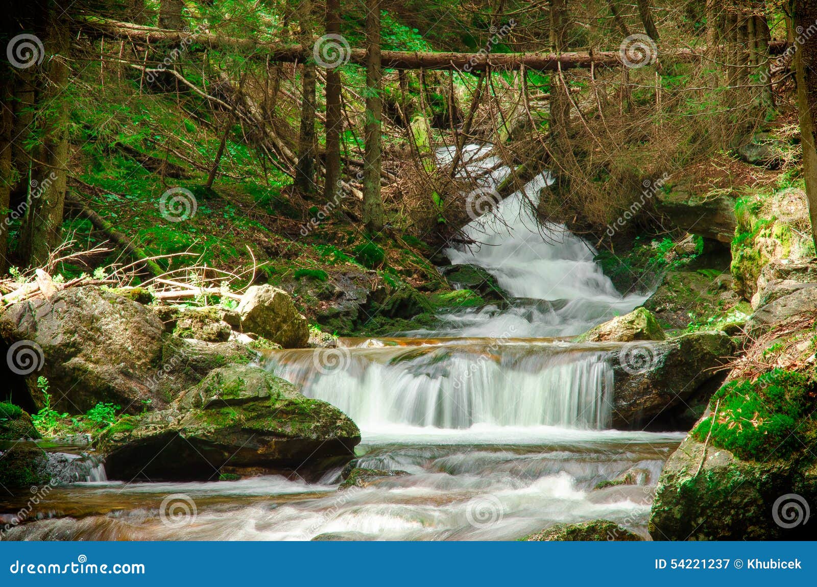Deep wood stock image. Image of foliage, fresh, outdoor - 54221237