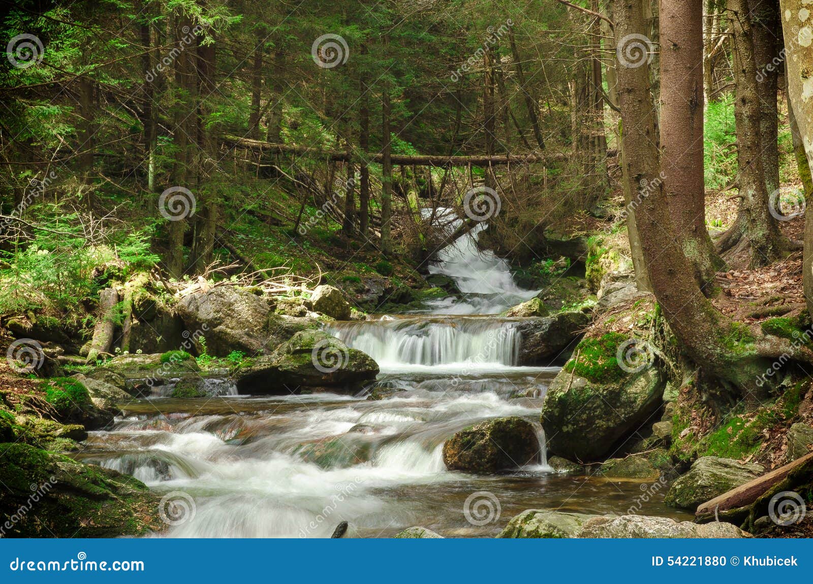 Deep wood stock photo. Image of flow, foliage, background - 54221880