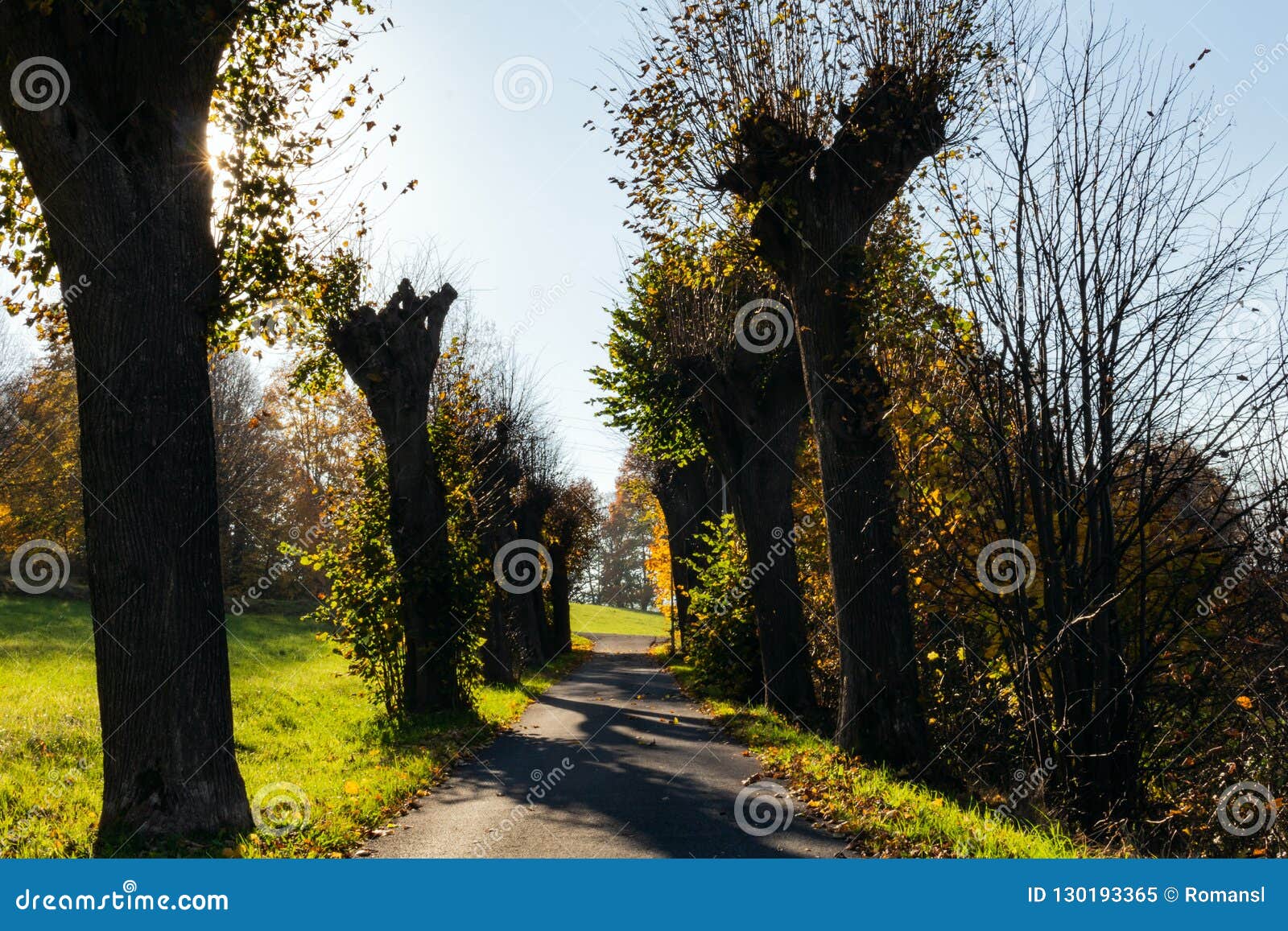 Deep Wood Forest Hiking Trail Stock Image - Image of beautiful ...