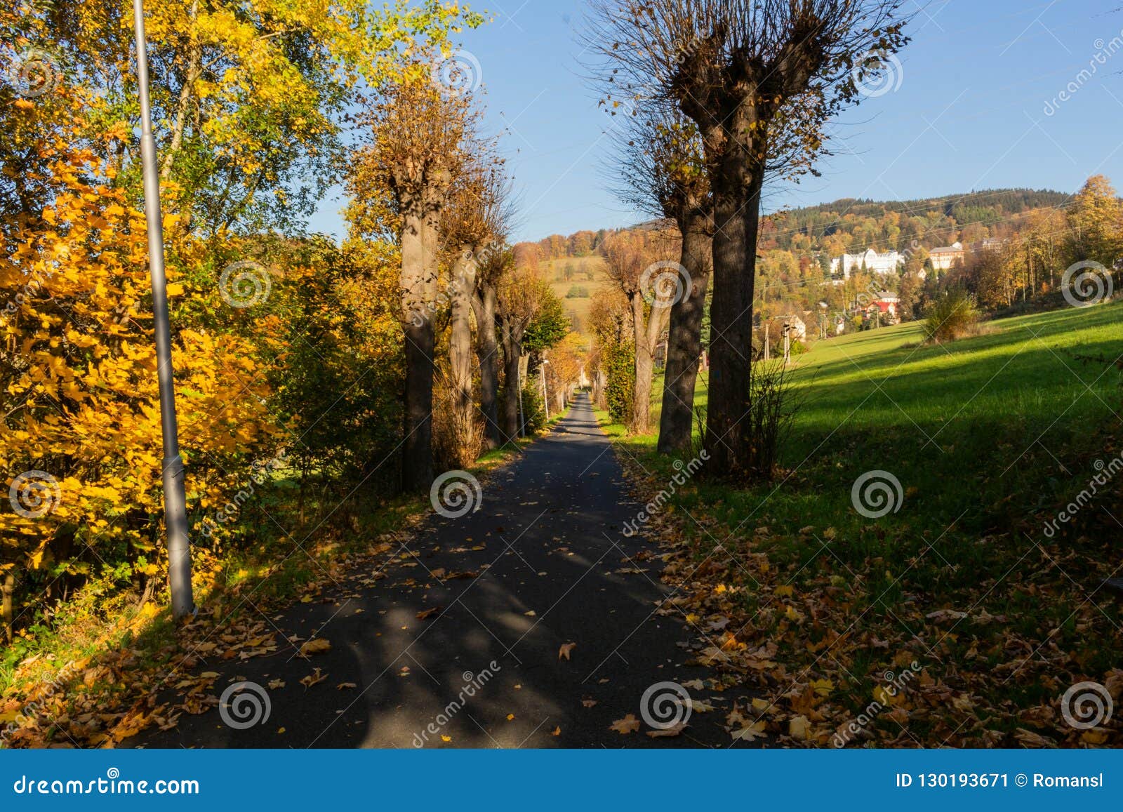 Deep Wood Forest Hiking Trail Stock Image - Image of beams, green ...
