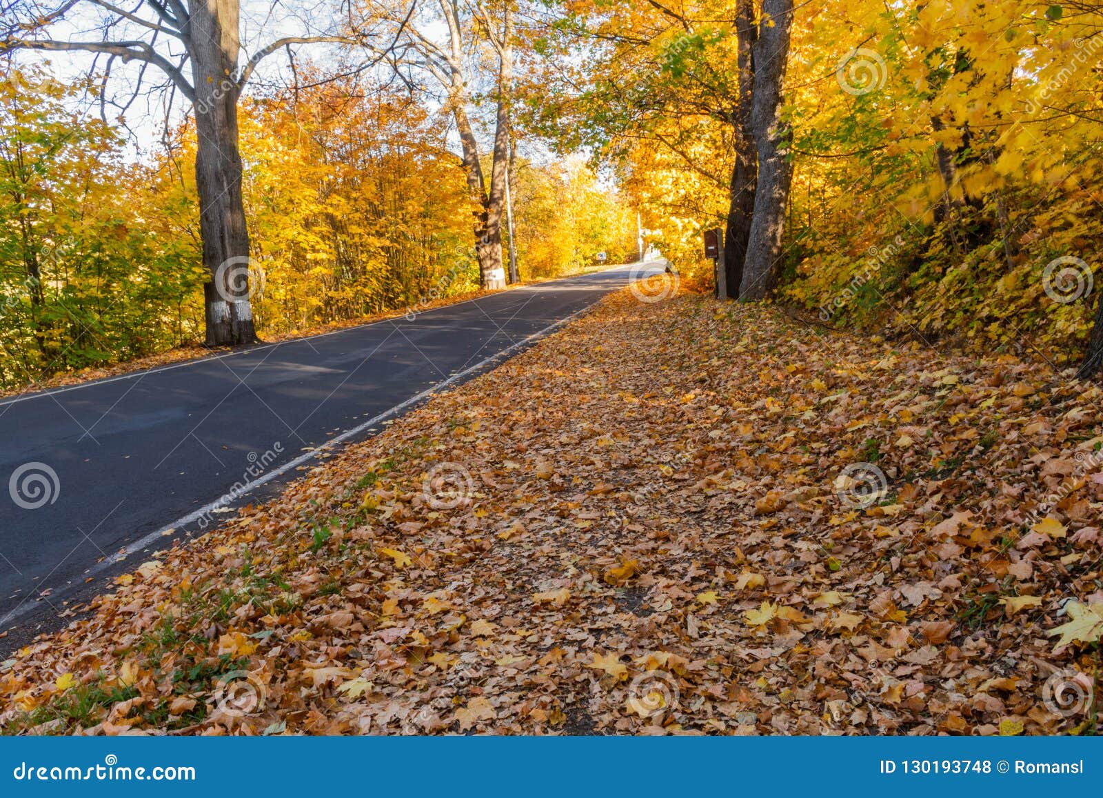 Deep Wood Forest Hiking Trail Stock Photo - Image of fall, landscape ...