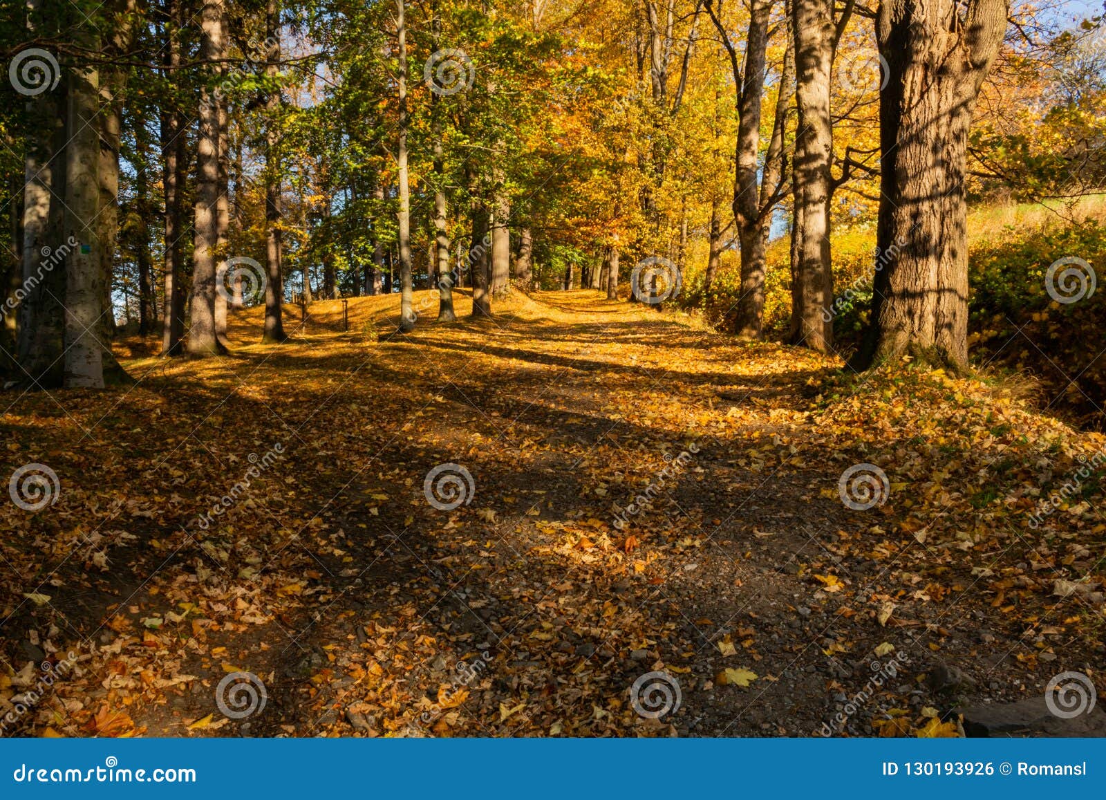 Deep Wood Forest Hiking Trail Stock Photo - Image of bright, autumnal ...