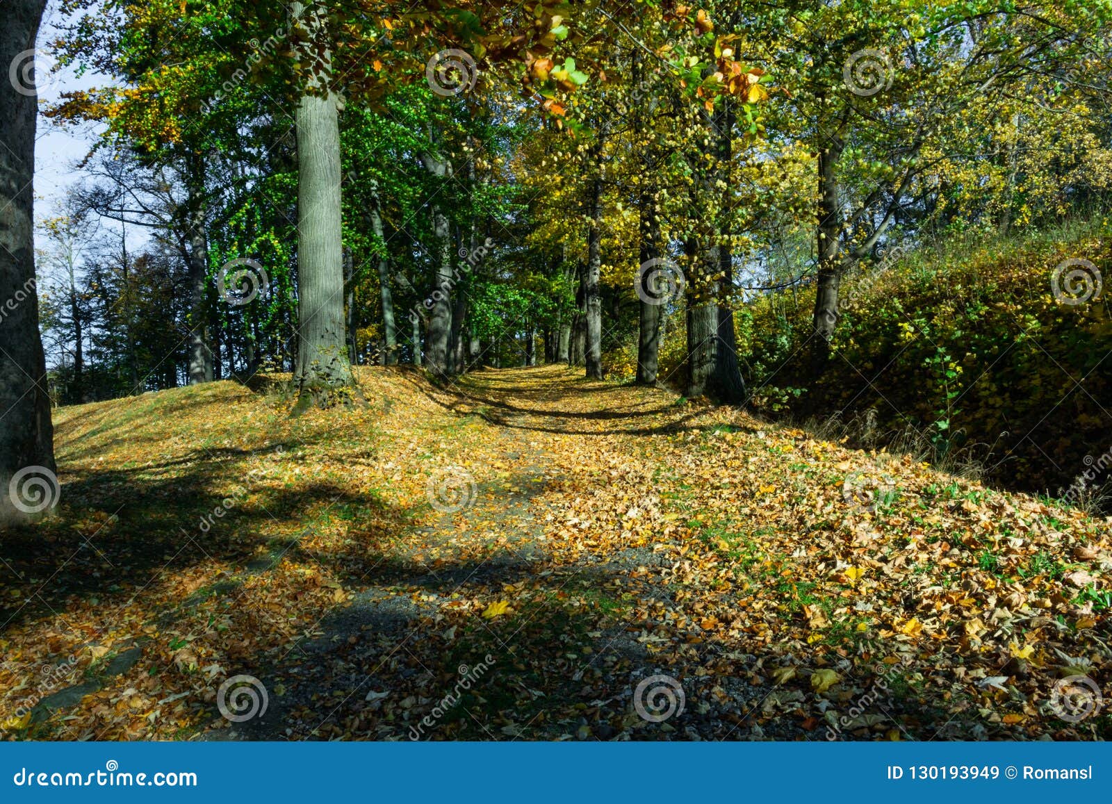 Deep Wood Forest Hiking Trail Stock Image - Image of branch, autumn ...