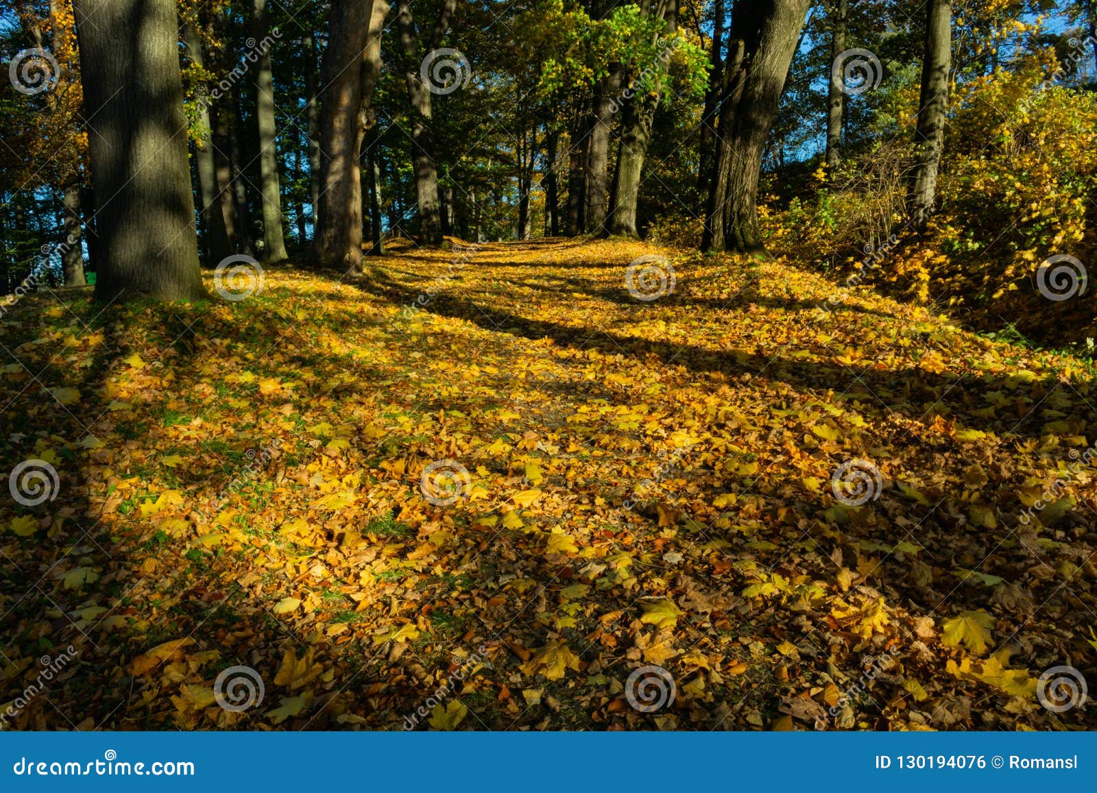 Deep Wood Forest Hiking Trail Stock Photo - Image of colorful, beams ...