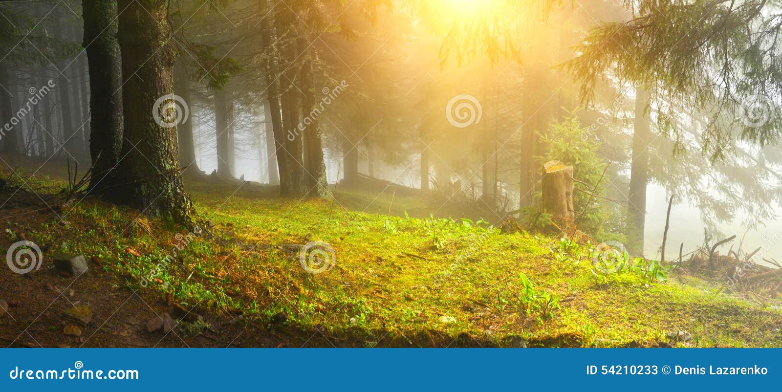 Deep wood stock image. Image of forest, nature, panoramic - 54210233