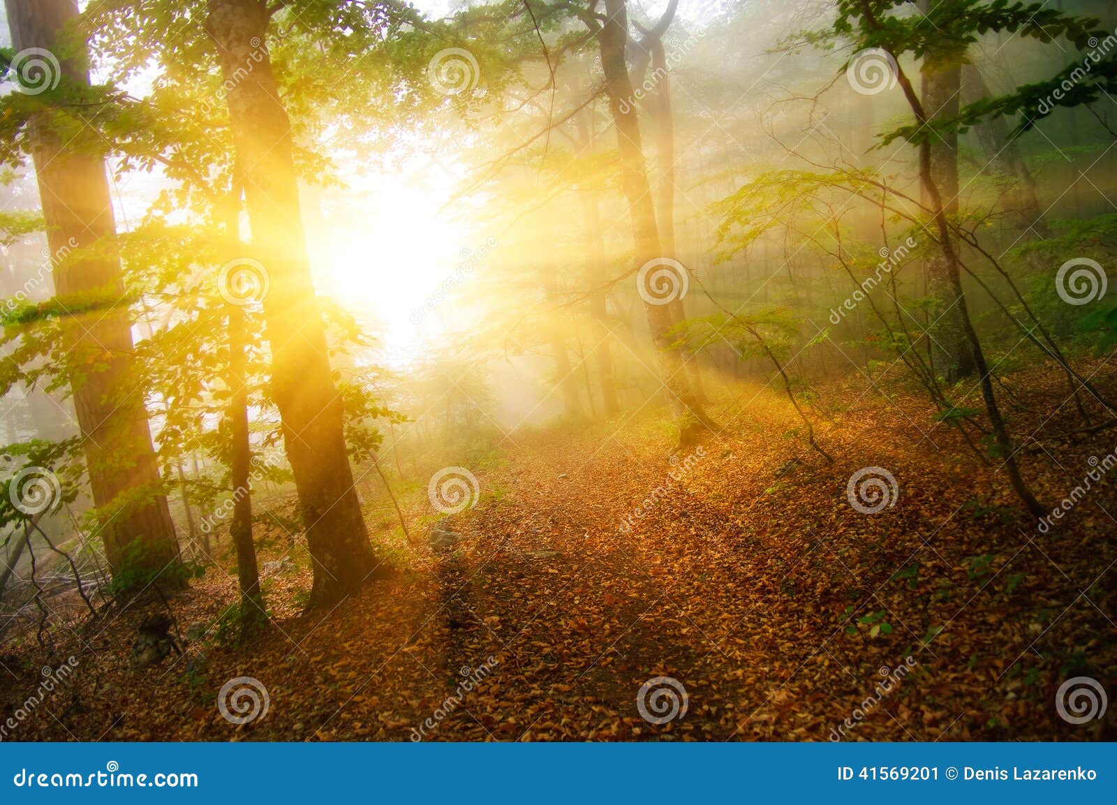 Deep wood stock image. Image of sunbeams, countryside - 41569201