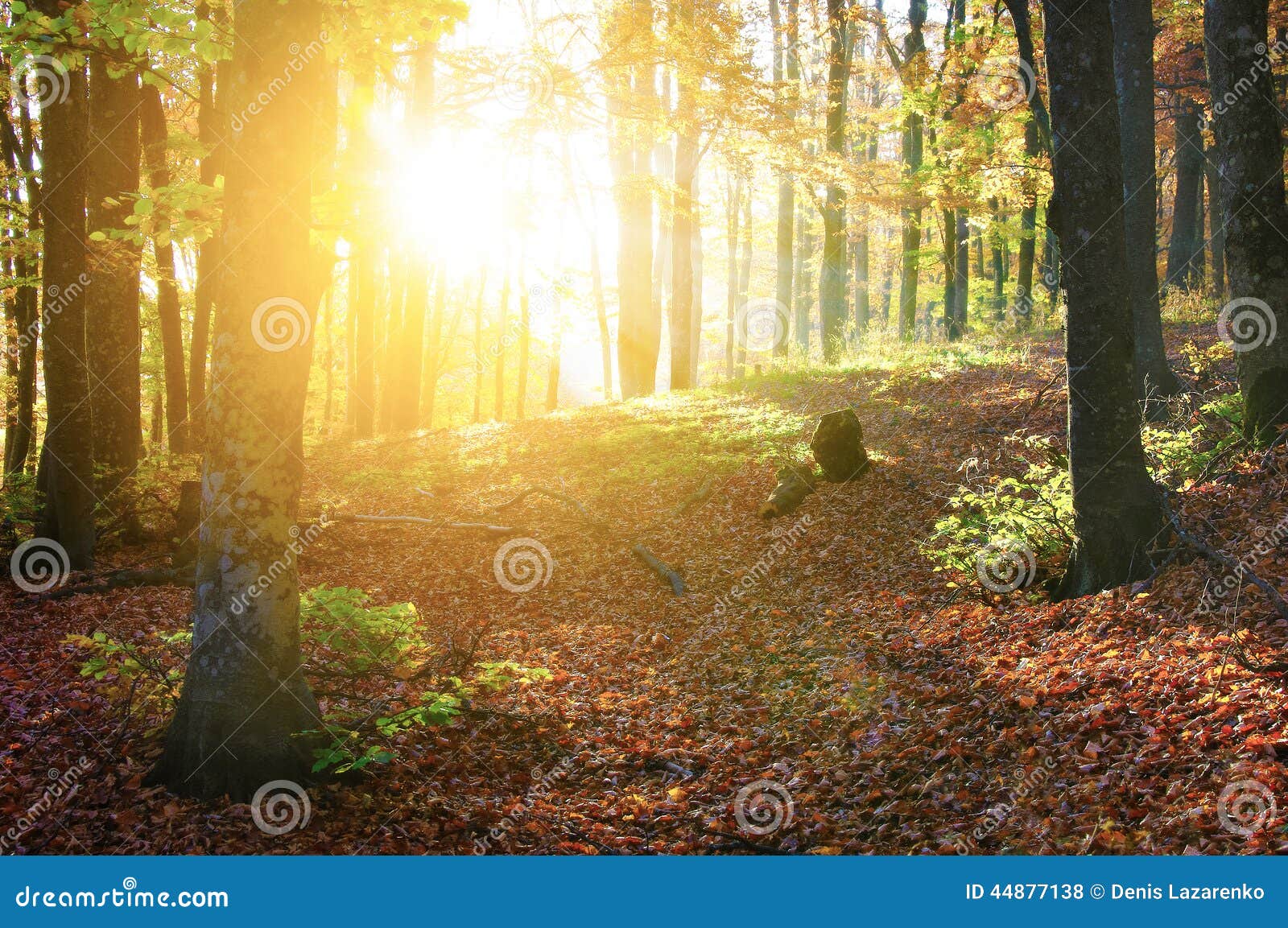 Deep wood stock photo. Image of forest, sunny, backwoods - 44877138