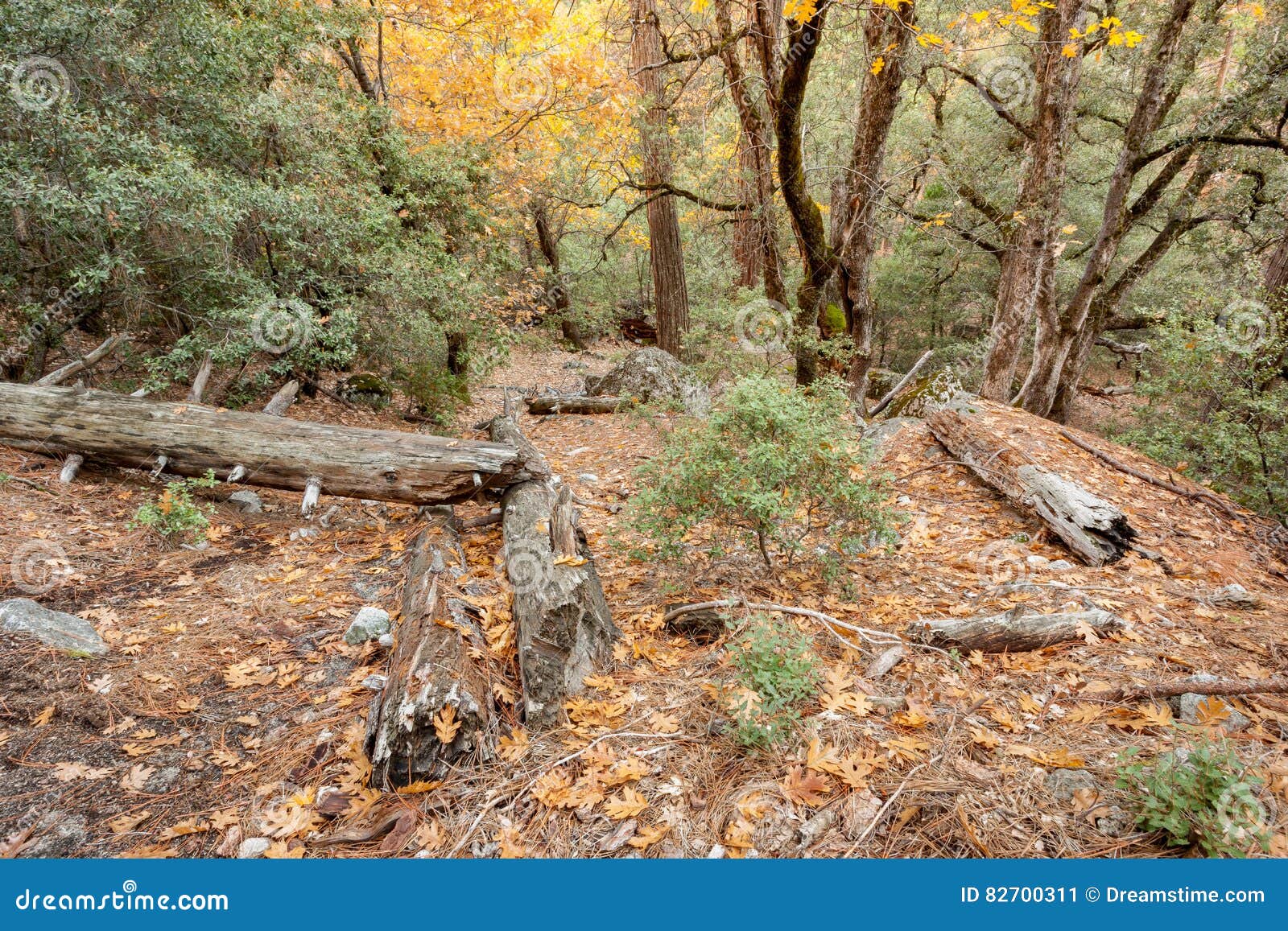 Deep in the Wooded Area 2 stock image. Image of fallen - 82700311
