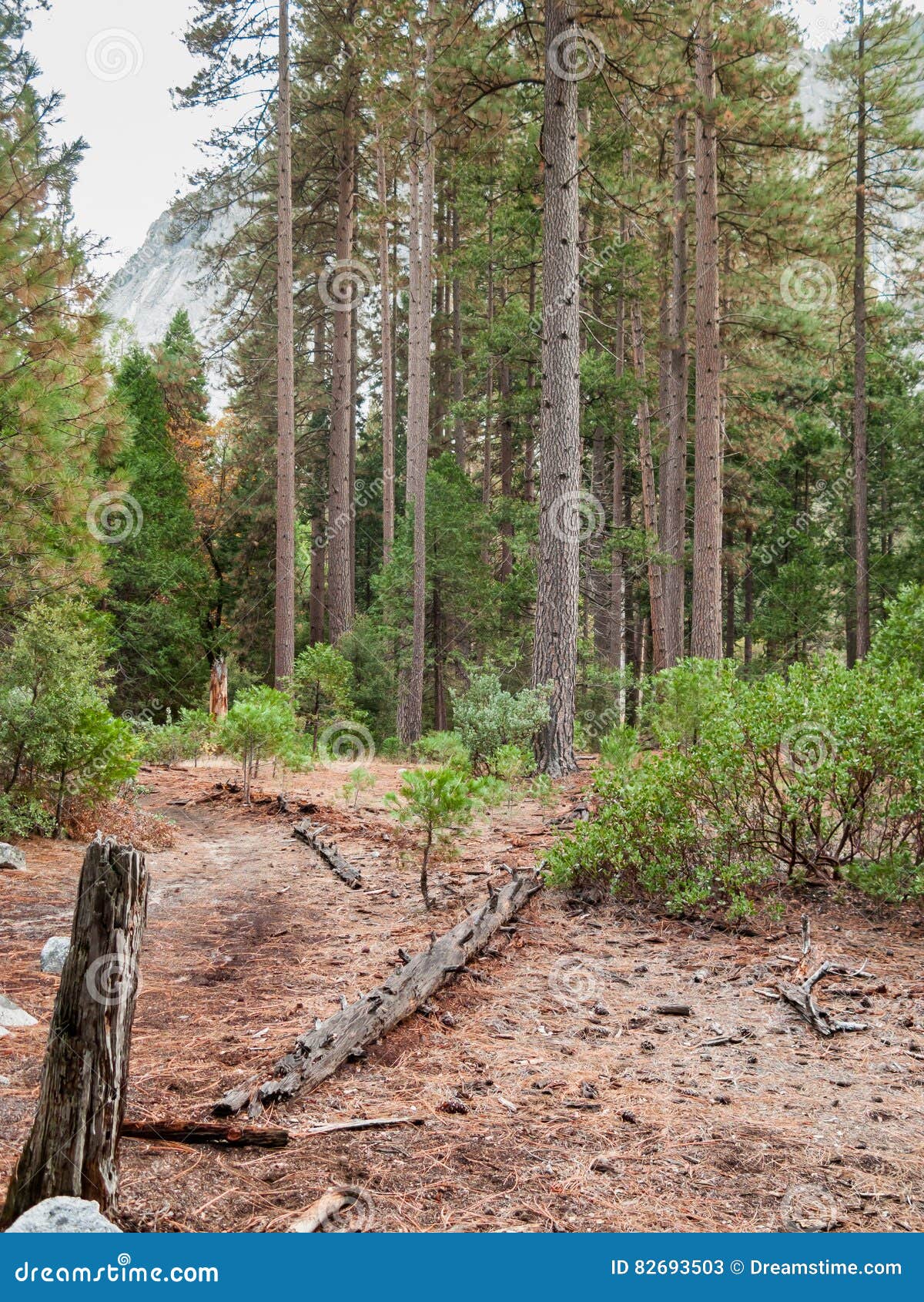 Deep in the Wooded Area 4 stock image. Image of mountain - 82693503